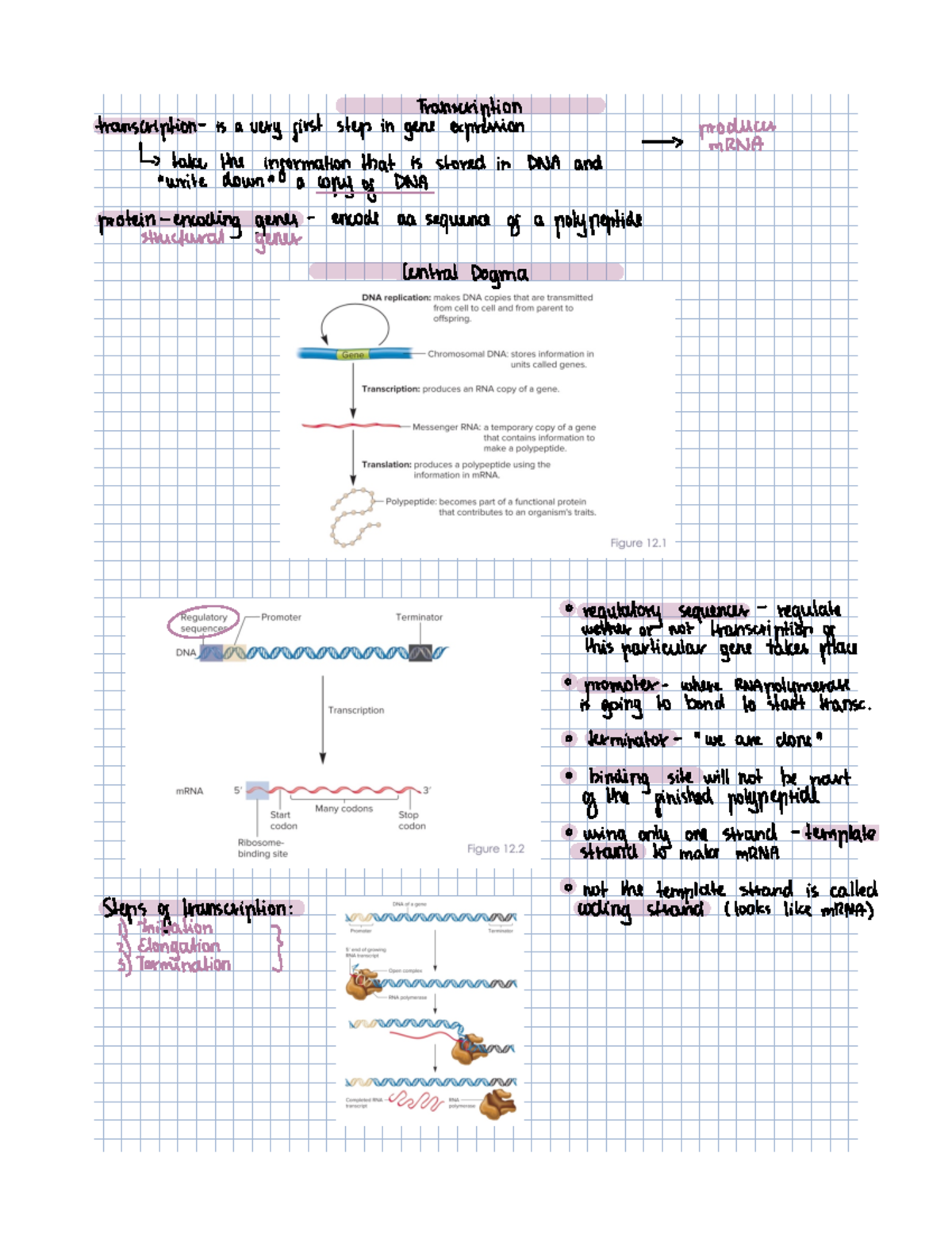 Chapter 12 - Transcription Part 1 - Transcription ####### transcription ...