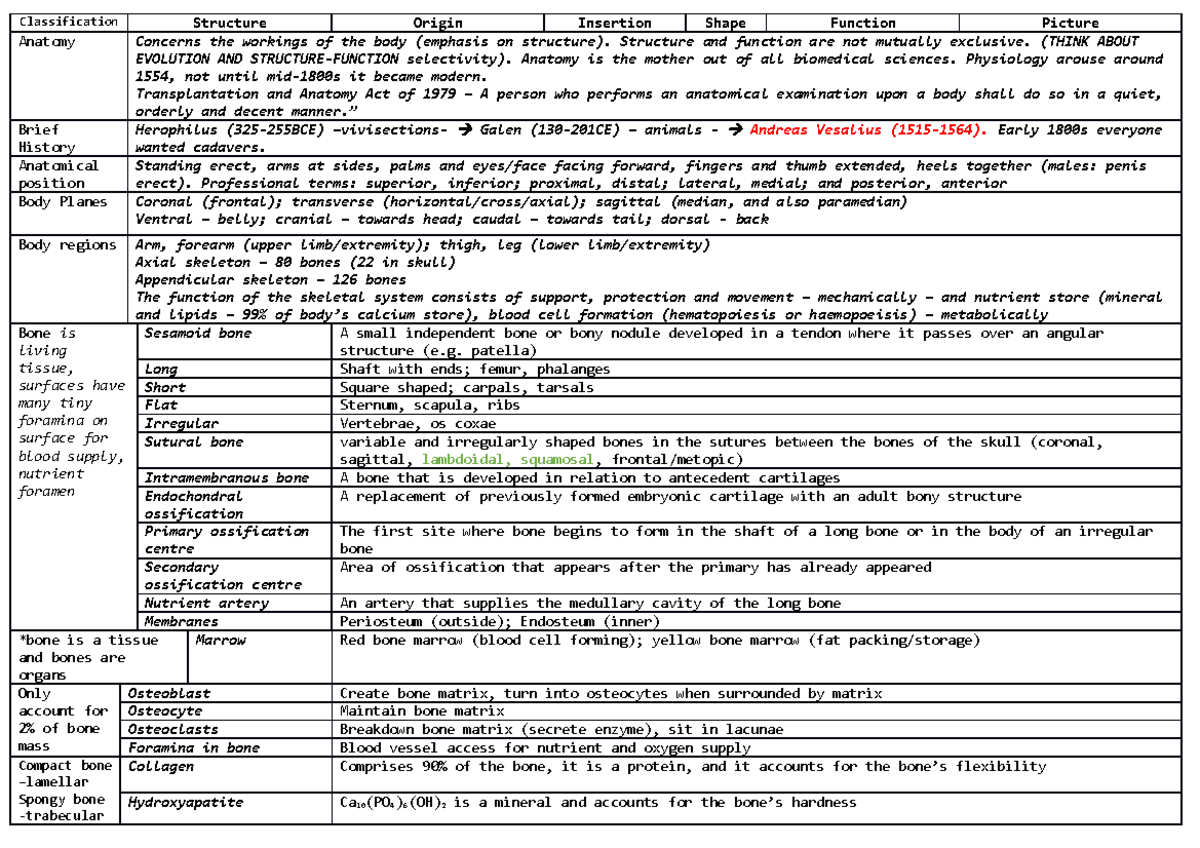 Lecture Notes, Lecture Anatomy Prettikens - Classification Anatomy ...