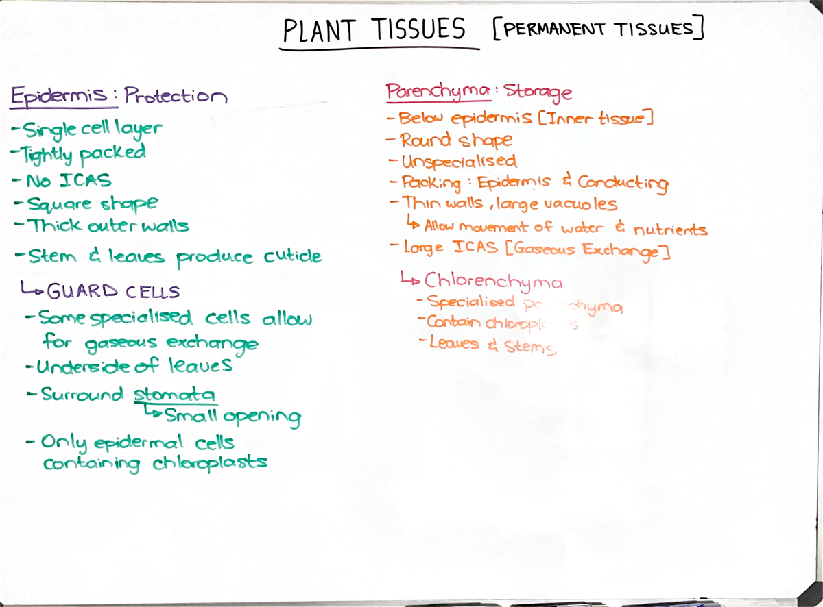 Plant Tissues Part 1 - Studocu
