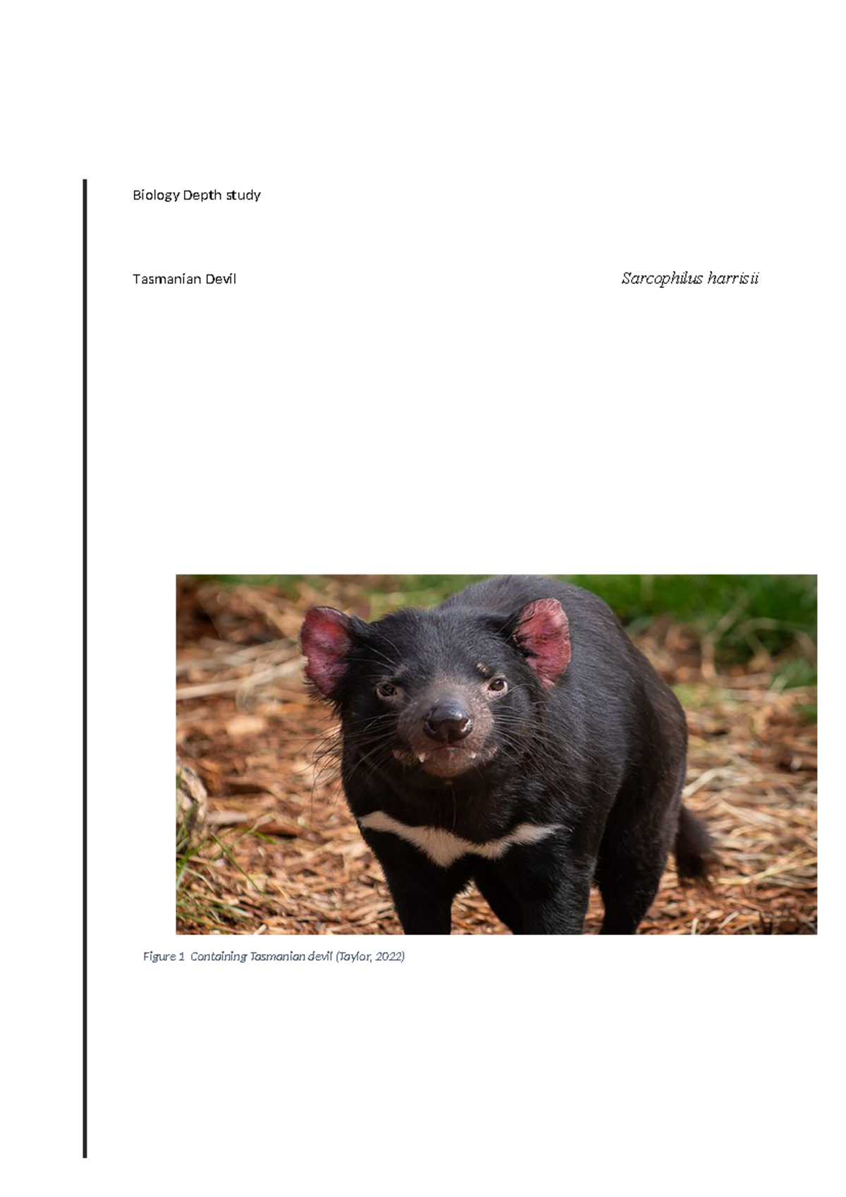 Depth study on an endangered animal- The tasmanian devil - Biology ...