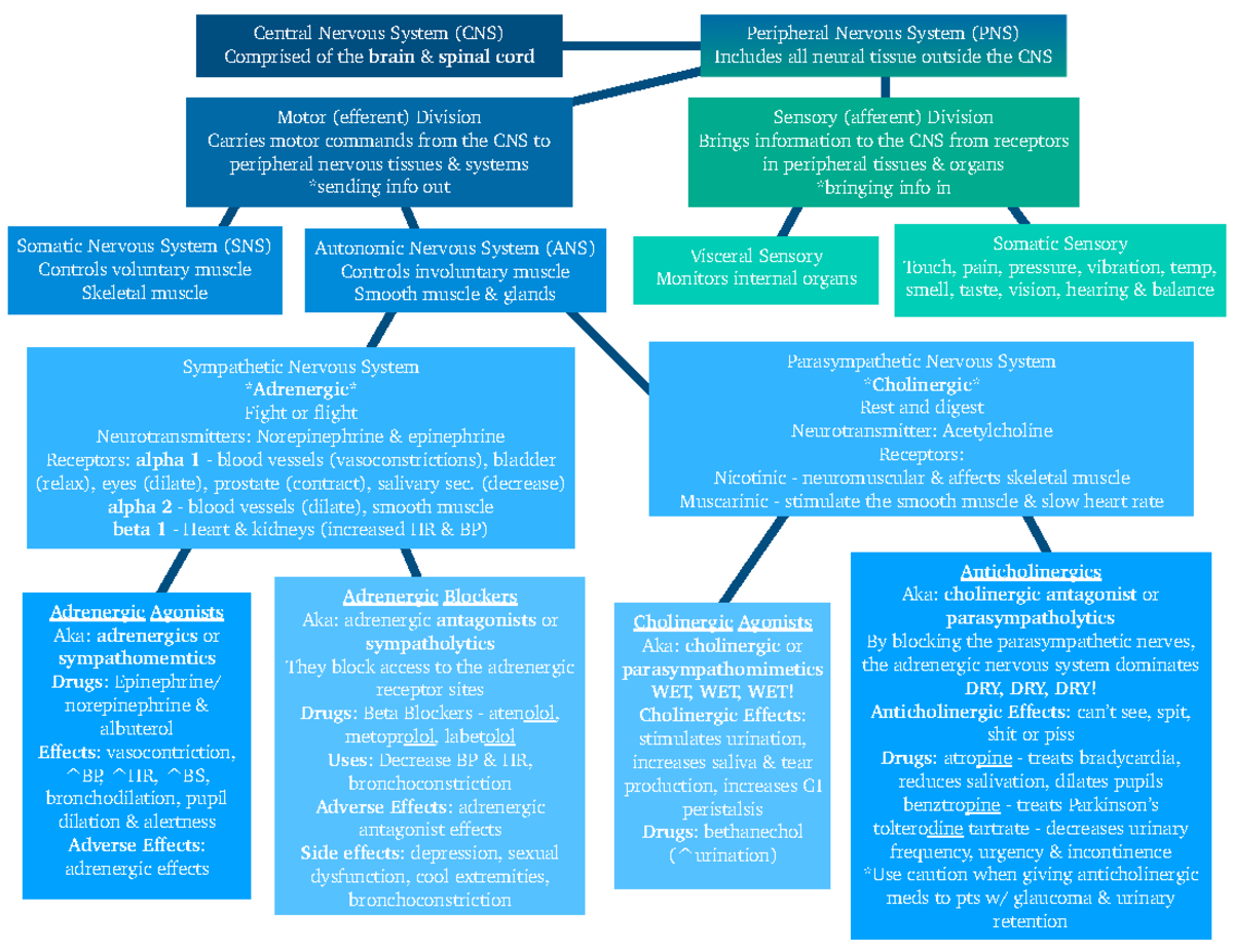 CNS Breakdown - Central Nervous System (CNS) Comprised of the brain ...