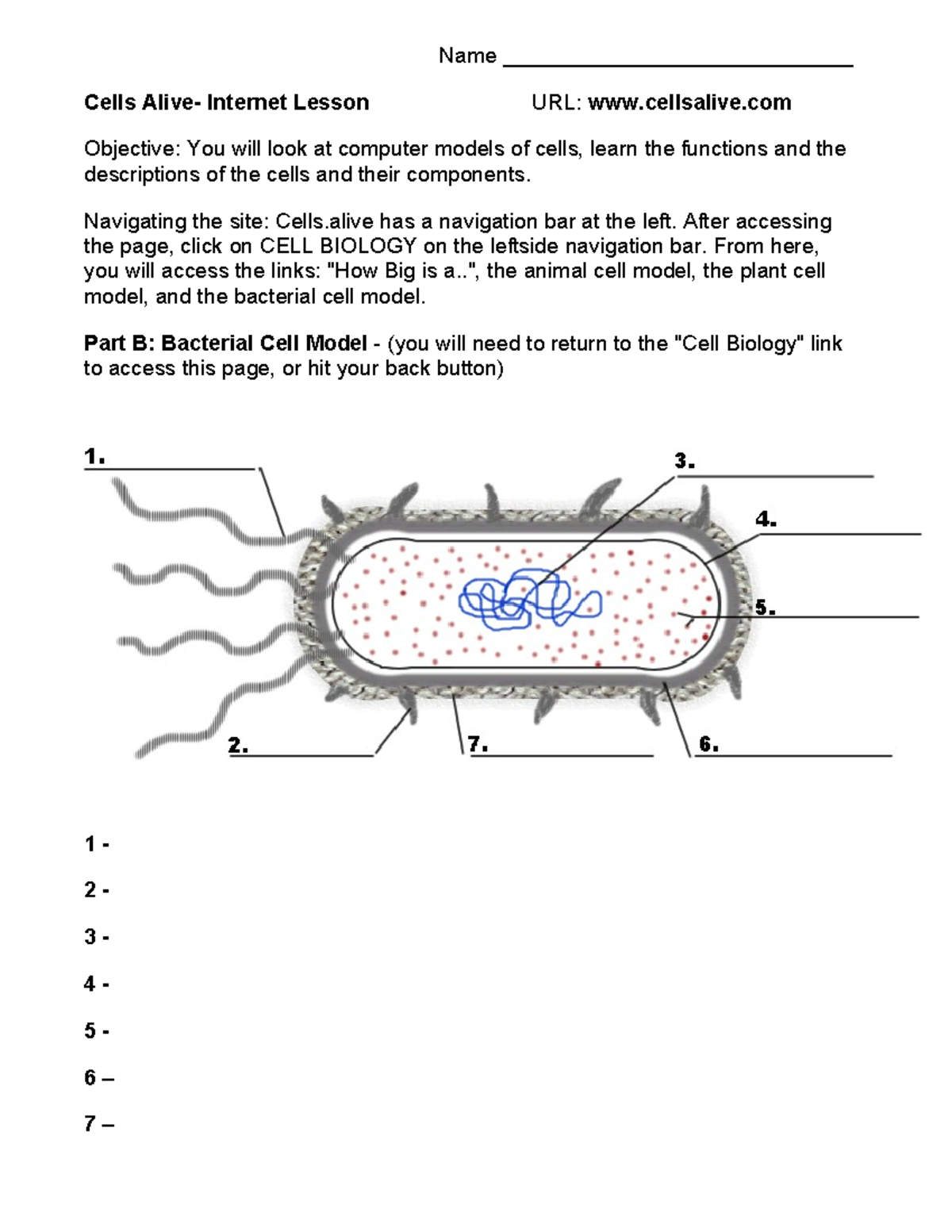 Cells Alive Lab - Name _____________________________ Cells Alive ...