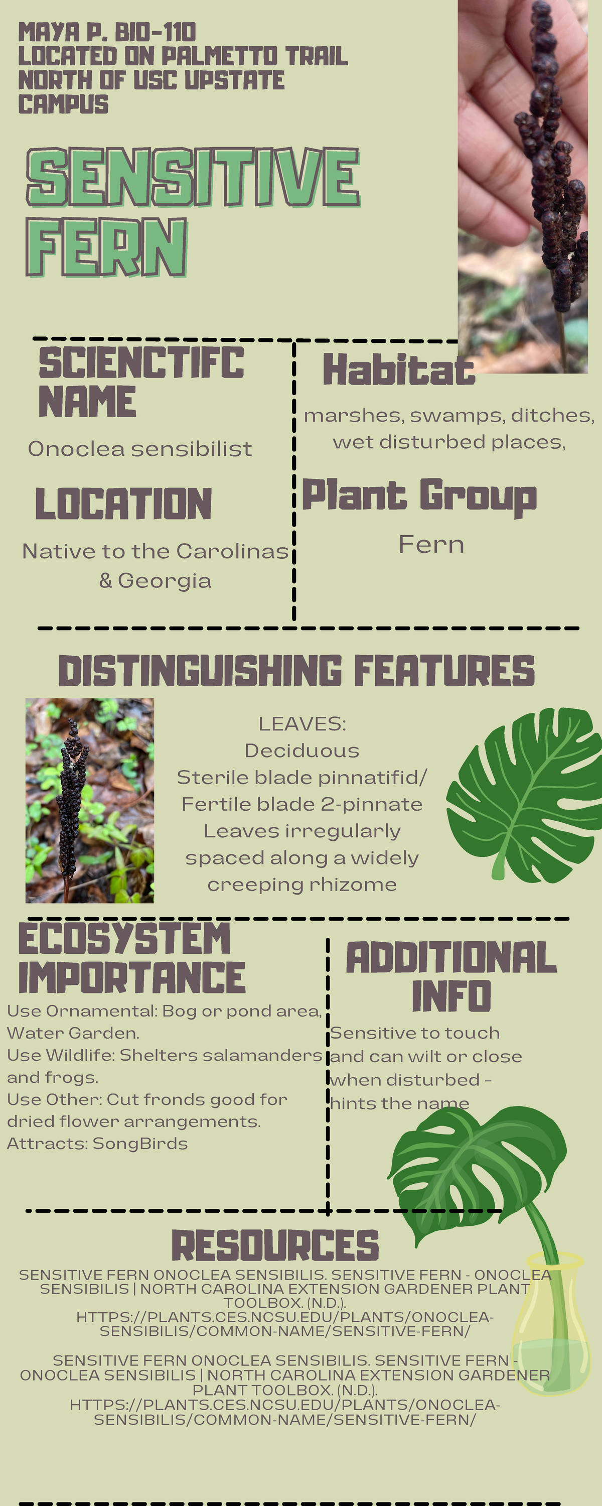 Sensitive fern - SENSITIVESENSITIVE FERN FERN MAYA P. BIO- LOCATED ON ...