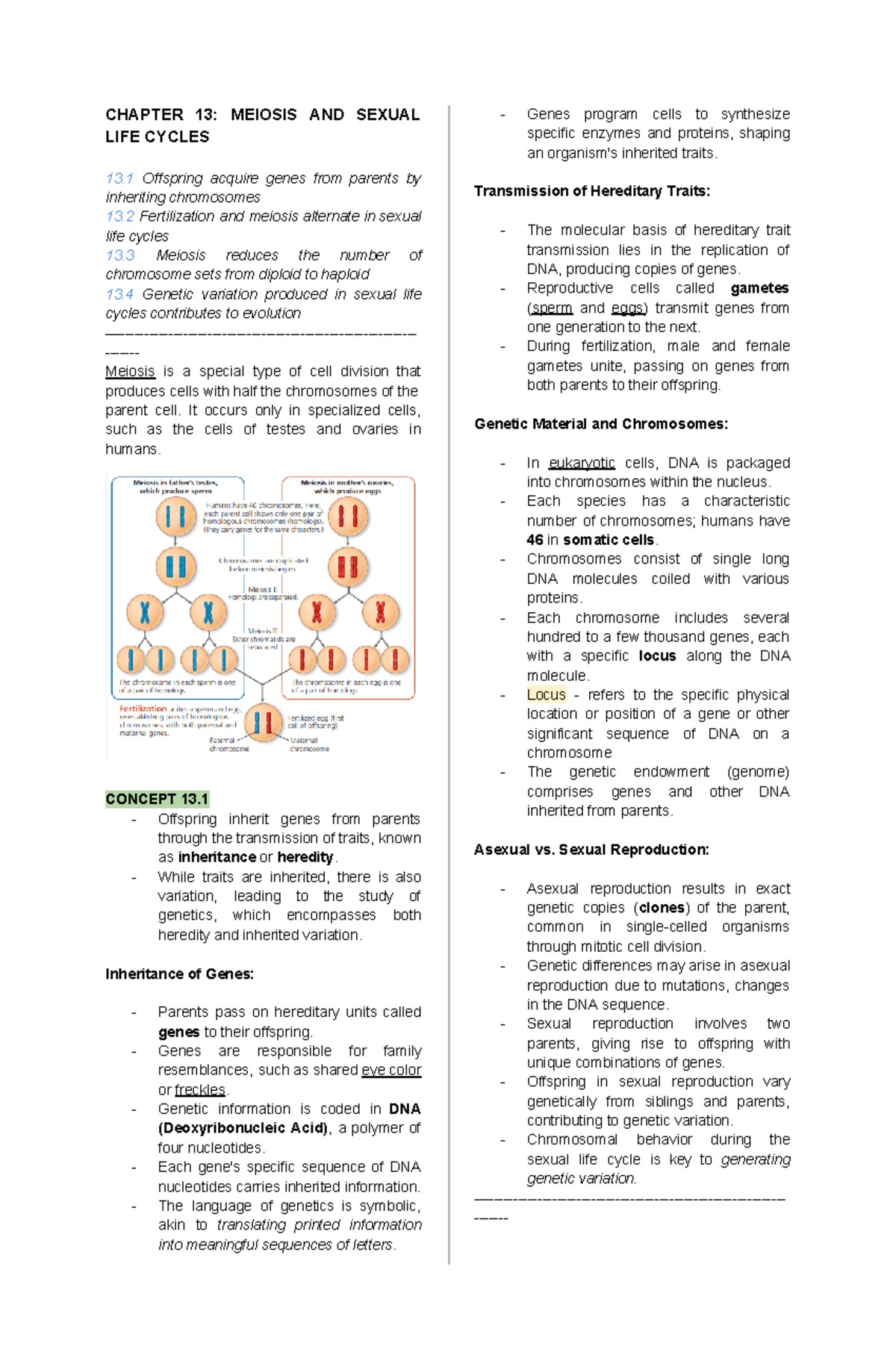 Bio notes chapter 13 - Bio - CHAPTER 13: MEIOSIS AND SEXUAL LIFE CYCLES ...