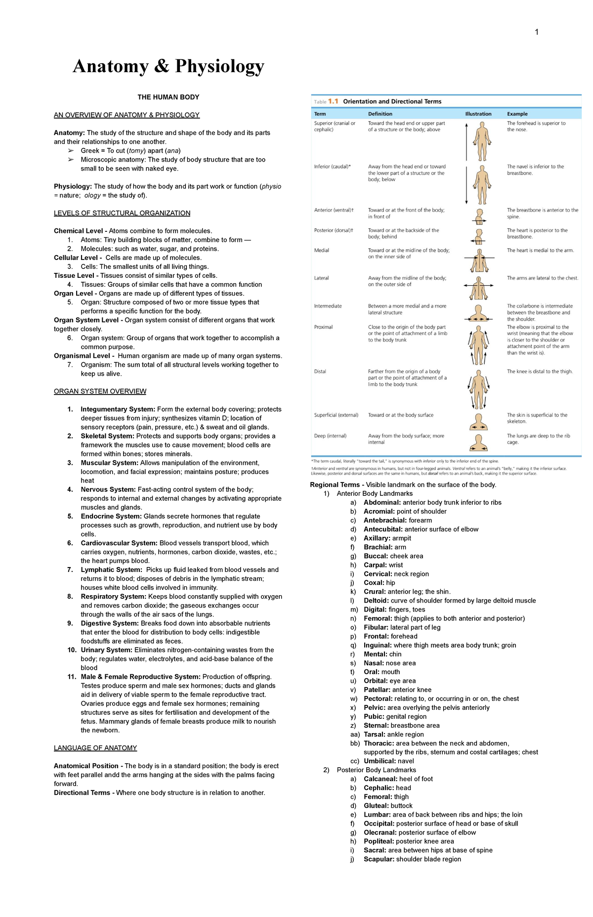 Short Anaphy - Hhh - Anatomy & Physiology THE HUMAN BODY AN OVERVIEW OF ...