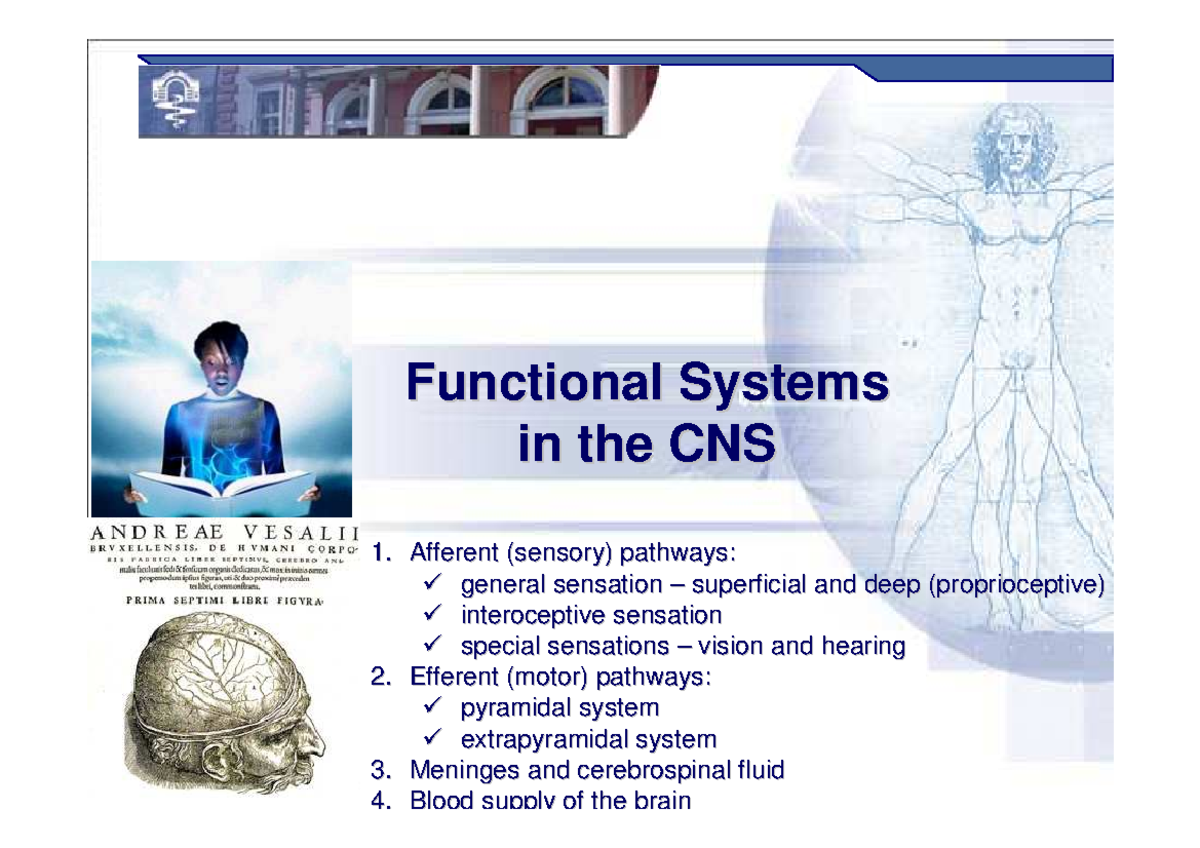 CNS Pathways - Functional Systems Functional Systems in the CNS in the ...