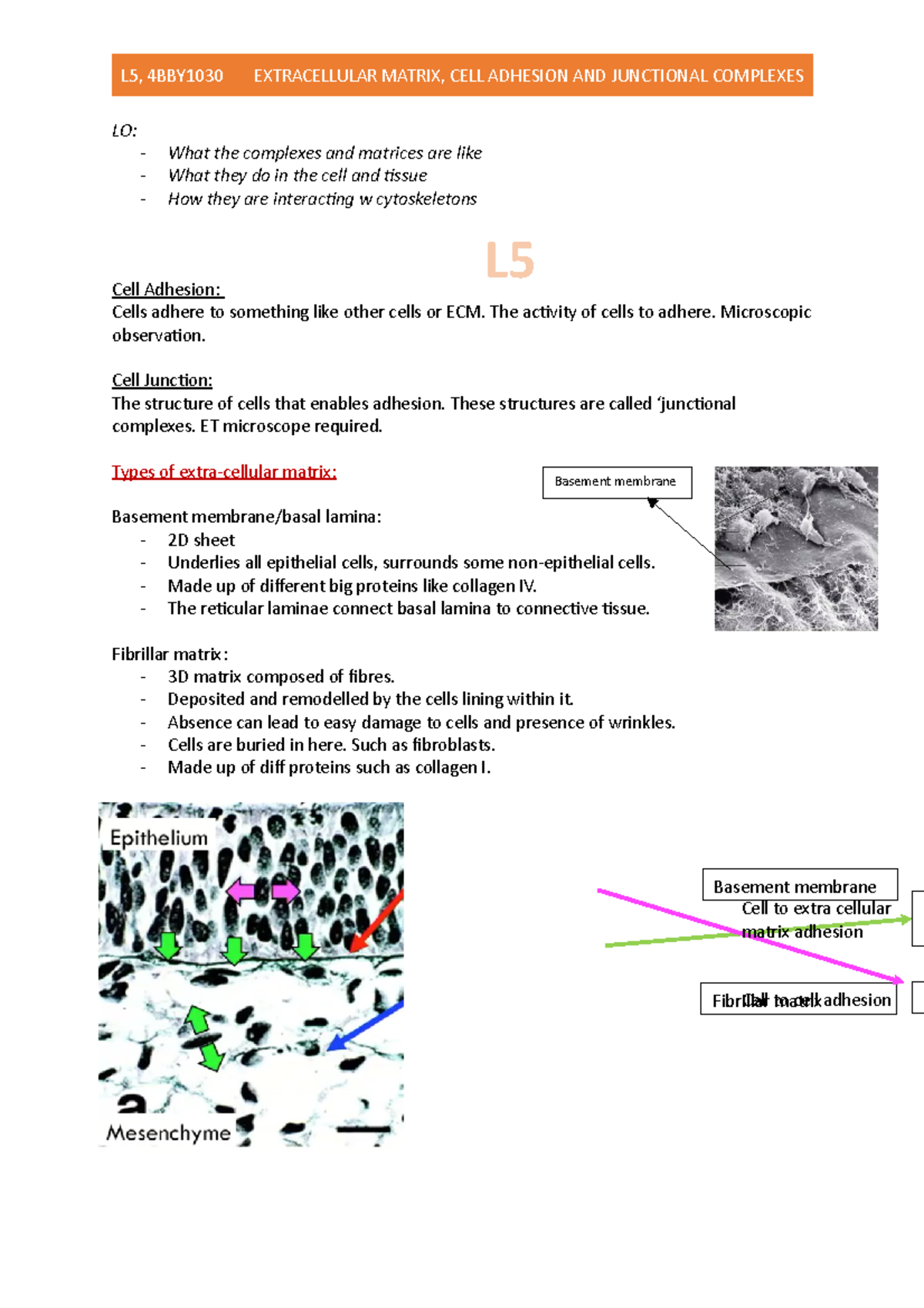 L5. Cell adhesion, extracellular matrix - L5, 4BBY1030 EXTRACELLULAR ...