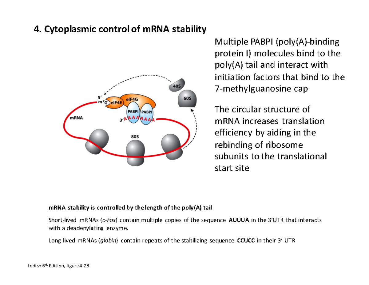 MCB - Lecture 8 - 4. Cytoplasmic control of mRNA stability The circular ...