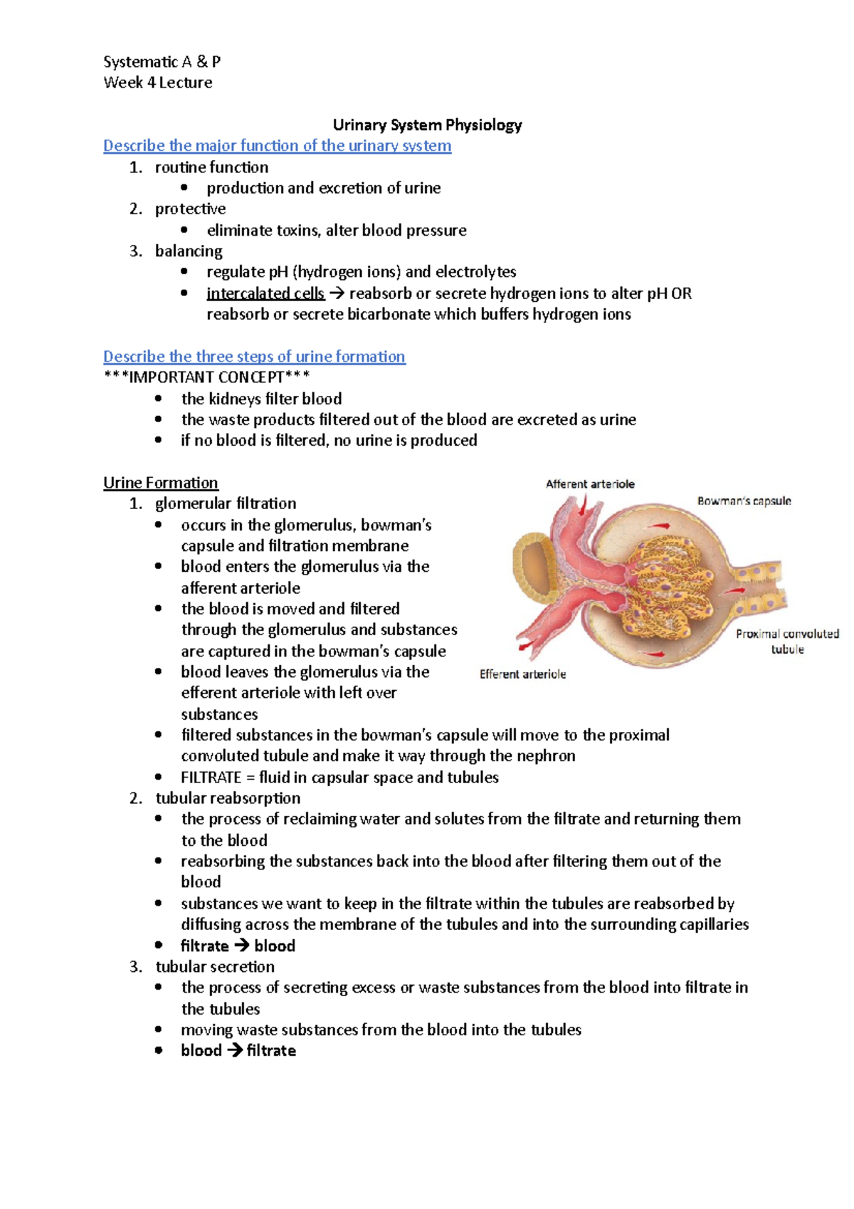Sap wk 4 lect - Urinary System - Week 4 Lecture Urinary System ...