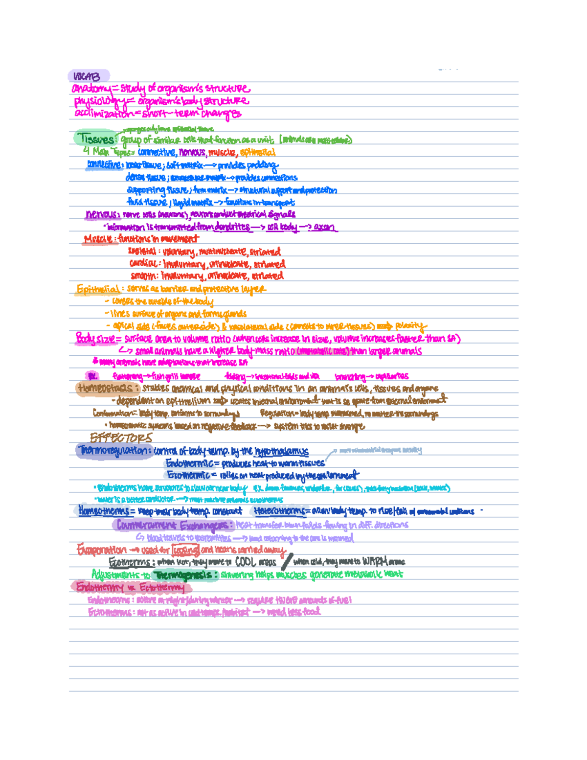 Ch.39 bio notes- Anatomy/ Physiology/ Tissues - VOCAB anatomy study of ...
