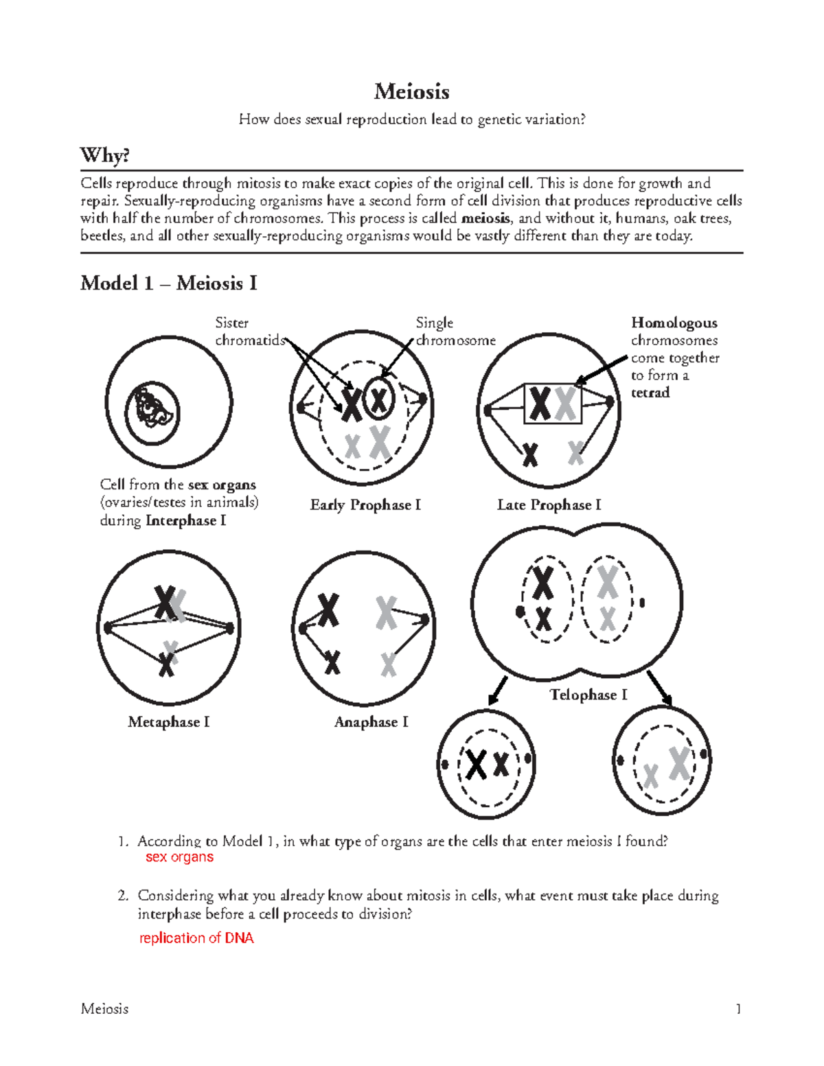 Sexual Reproduction Meiosis