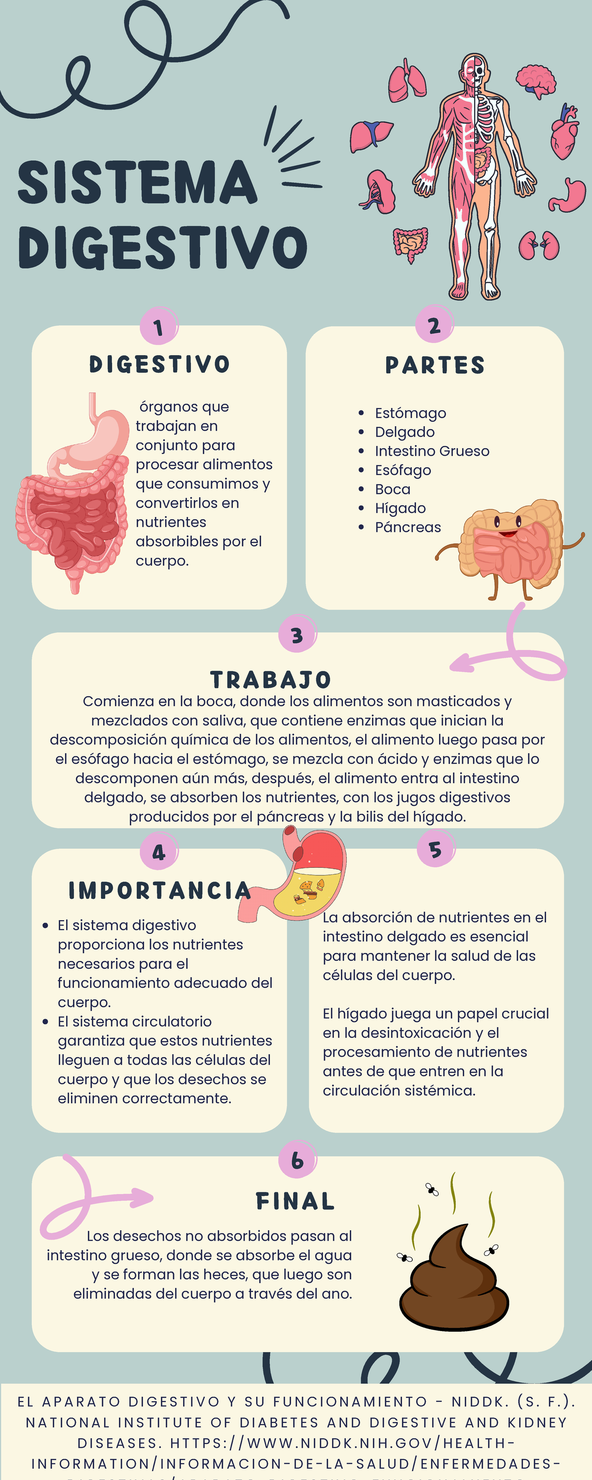 Pink and Blue Pastel Impactful Professions Infographic - La absorción ...