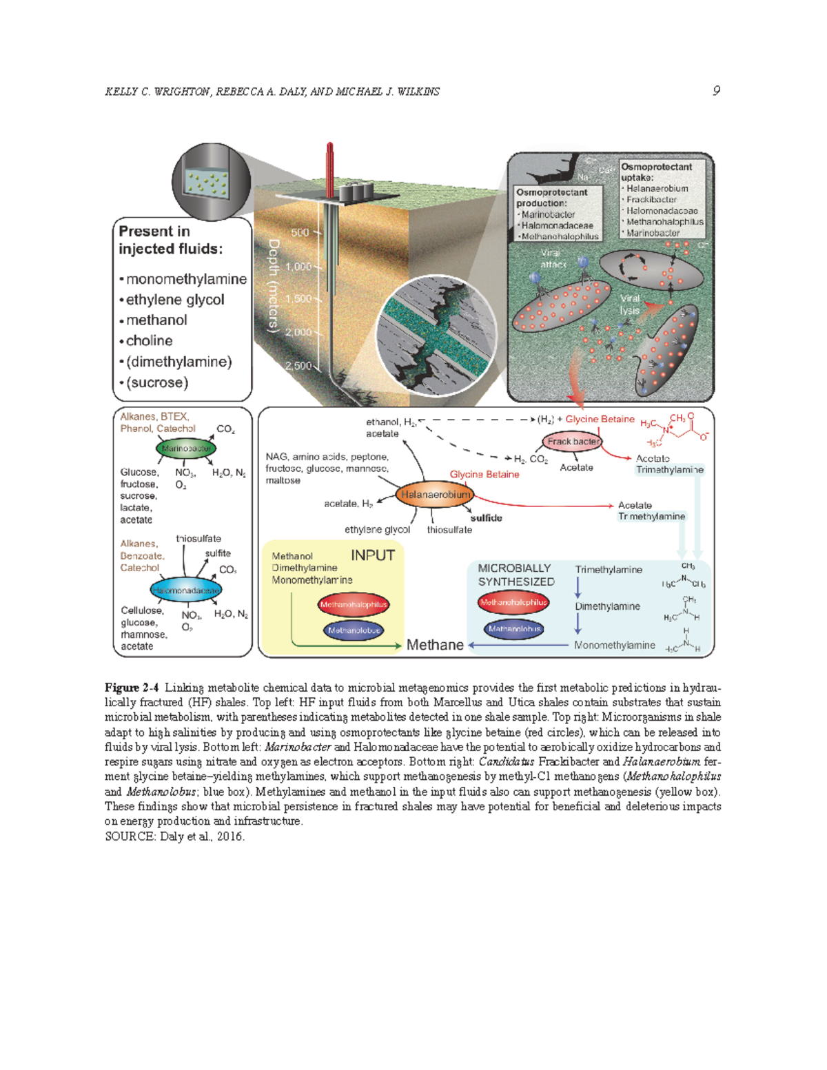 The chemistry of microbiomes 3 - KELLY C. WRIGHTON, REBECCA A. DALY ...