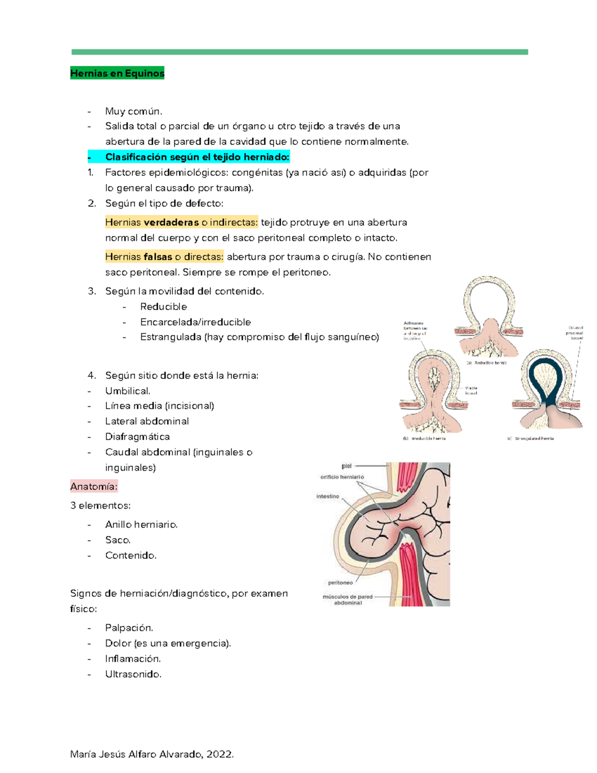 Hernias en equinos y uraco persistente - Hernias en Equinos Muy común ...