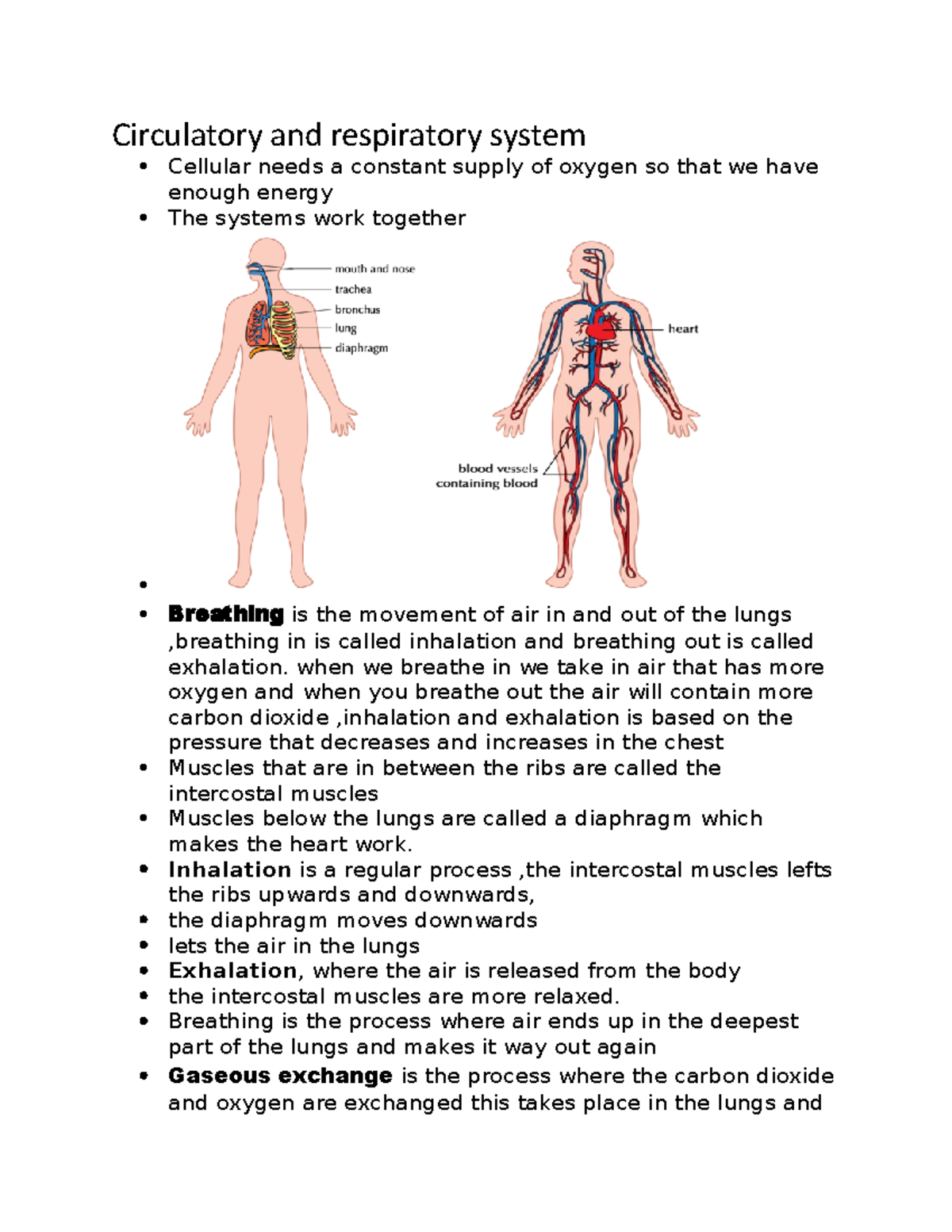 Circulatory and respiratory system - when we breathe in we take in air ...