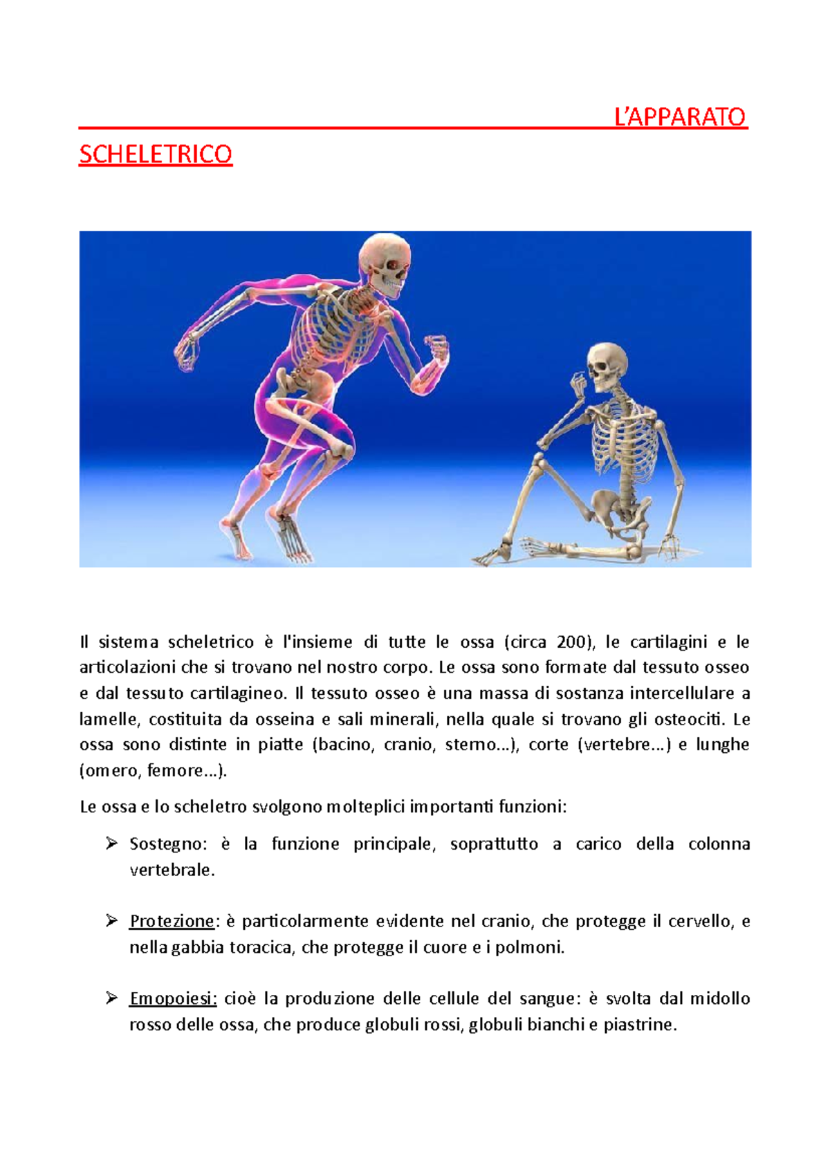 L'apparato schelettrico - L’APPARATO SCHELETRICO Il sistema scheletrico è l'insieme di tutte le ...