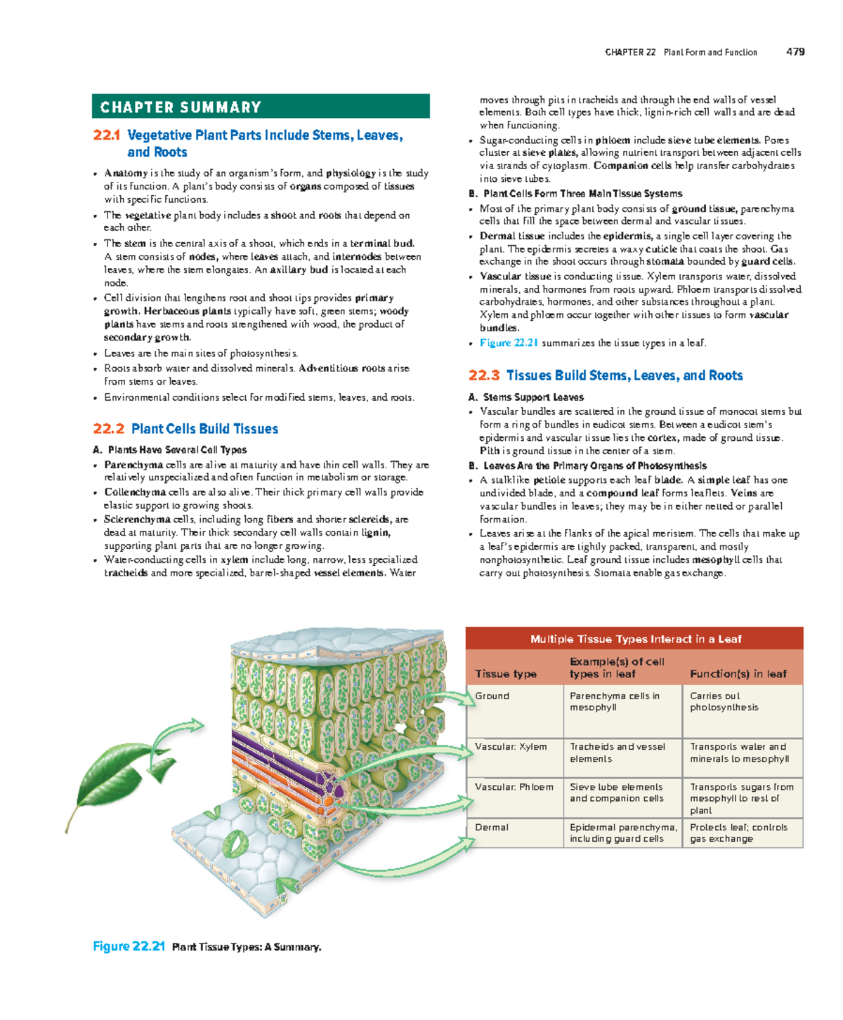 Biology Concepts and Investigations, Chapter Twenty-Two Review - Tissue ...
