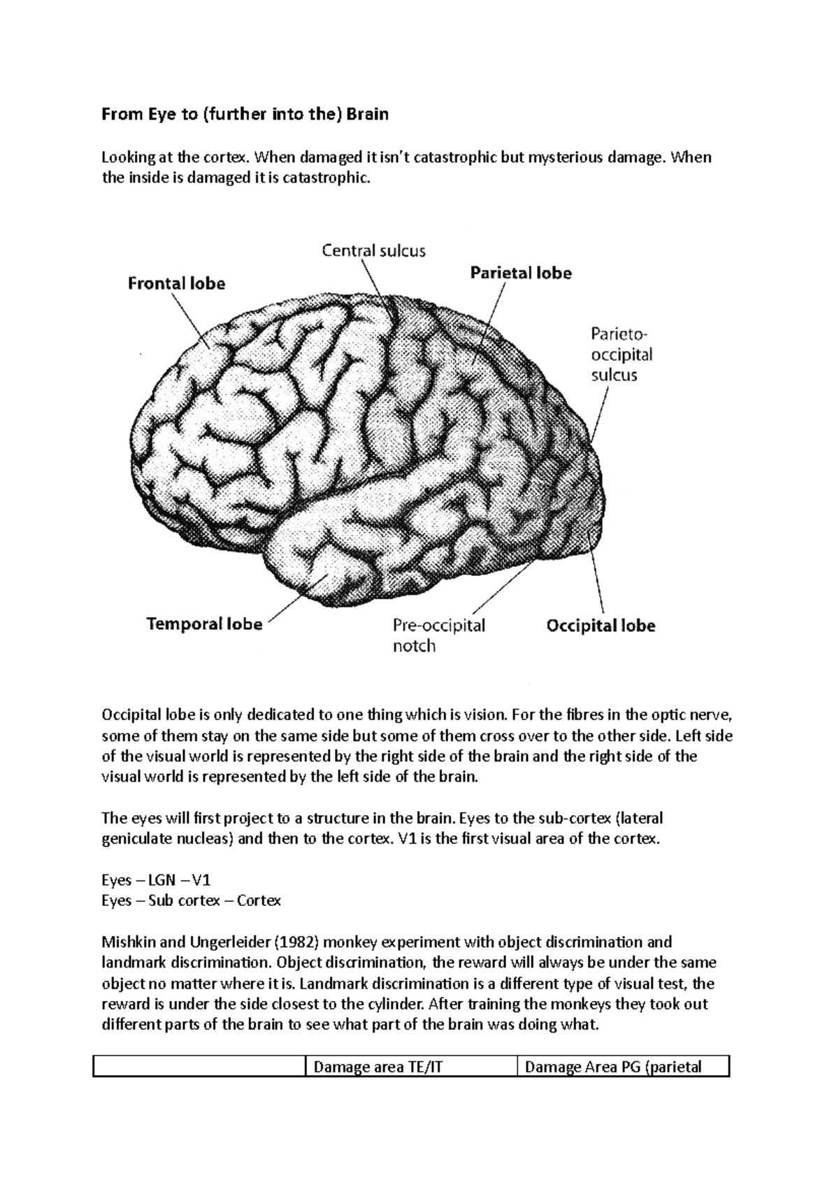 Lecture 3 - From Eye to (further into the) Brain Looking at the cortex. When damaged it isn’t ...