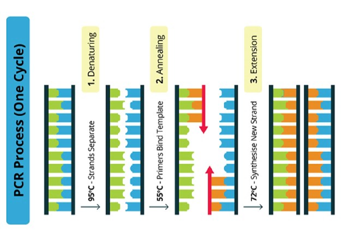 Pcr cycle - illustration - Génétique moléculaire - Studocu