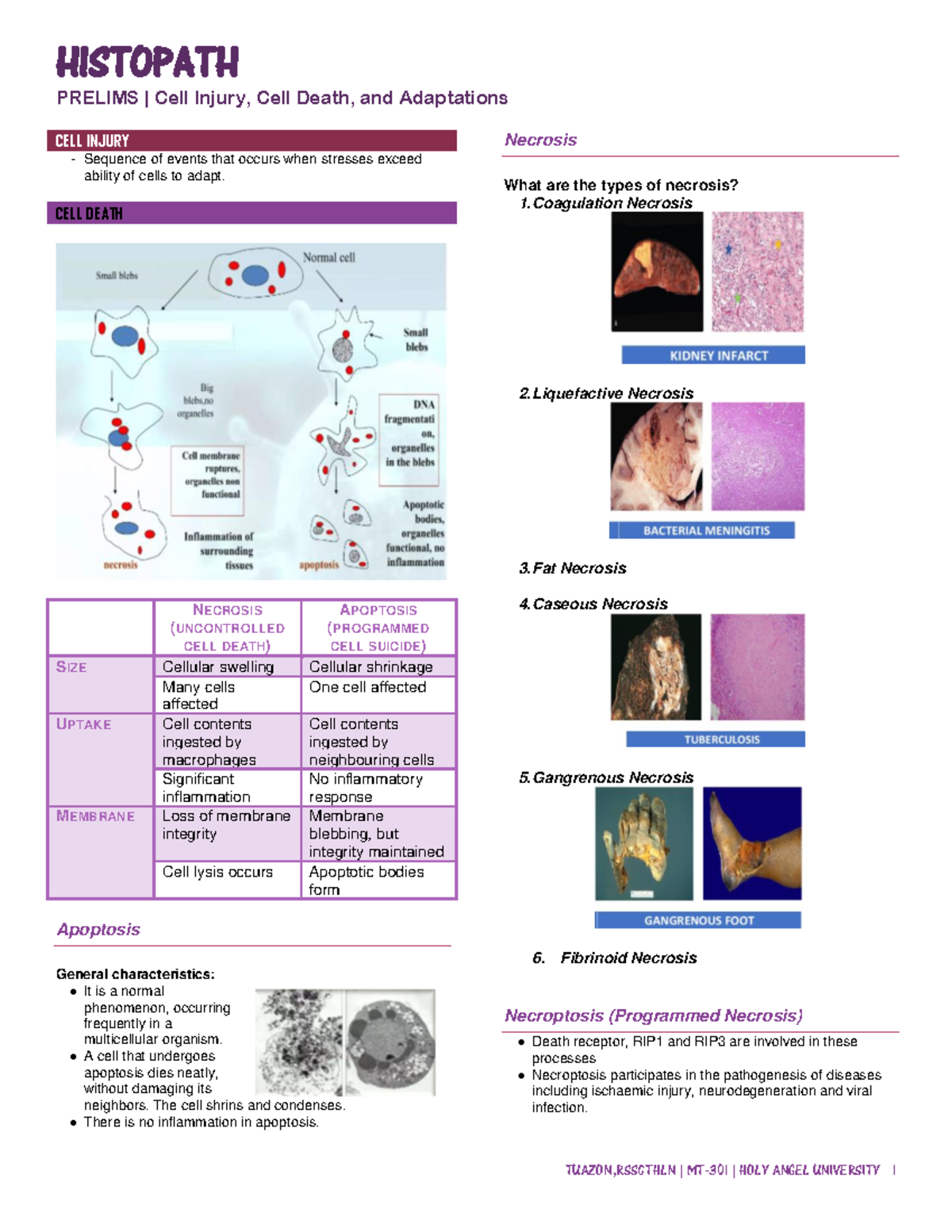 CELL Adaptaion - Hpath - Prelims - HISTOPATH PRELIMS | Cell Injury, Cell Death, and Adaptations ...