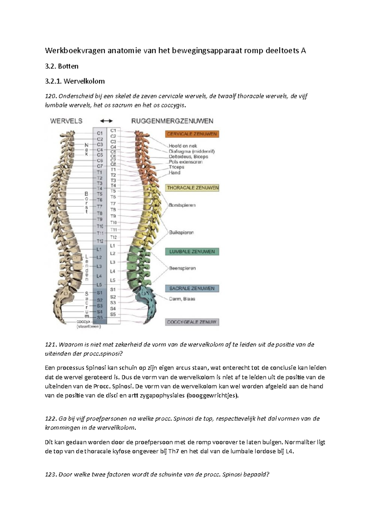 Werkboekvragen anatomie van het bewegingsapparaat romp deeltoets A ...