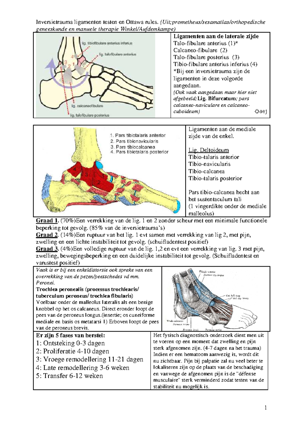 Enkelinversietrauma en ottawa rules - 1 Inversietrauma ligamenten ...