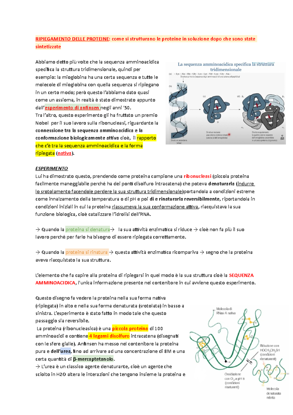 5. Ripiegamneto Proteine - RIPIEGAMENTO DELLE PROTEINE: come si strutturano le proteine in ...