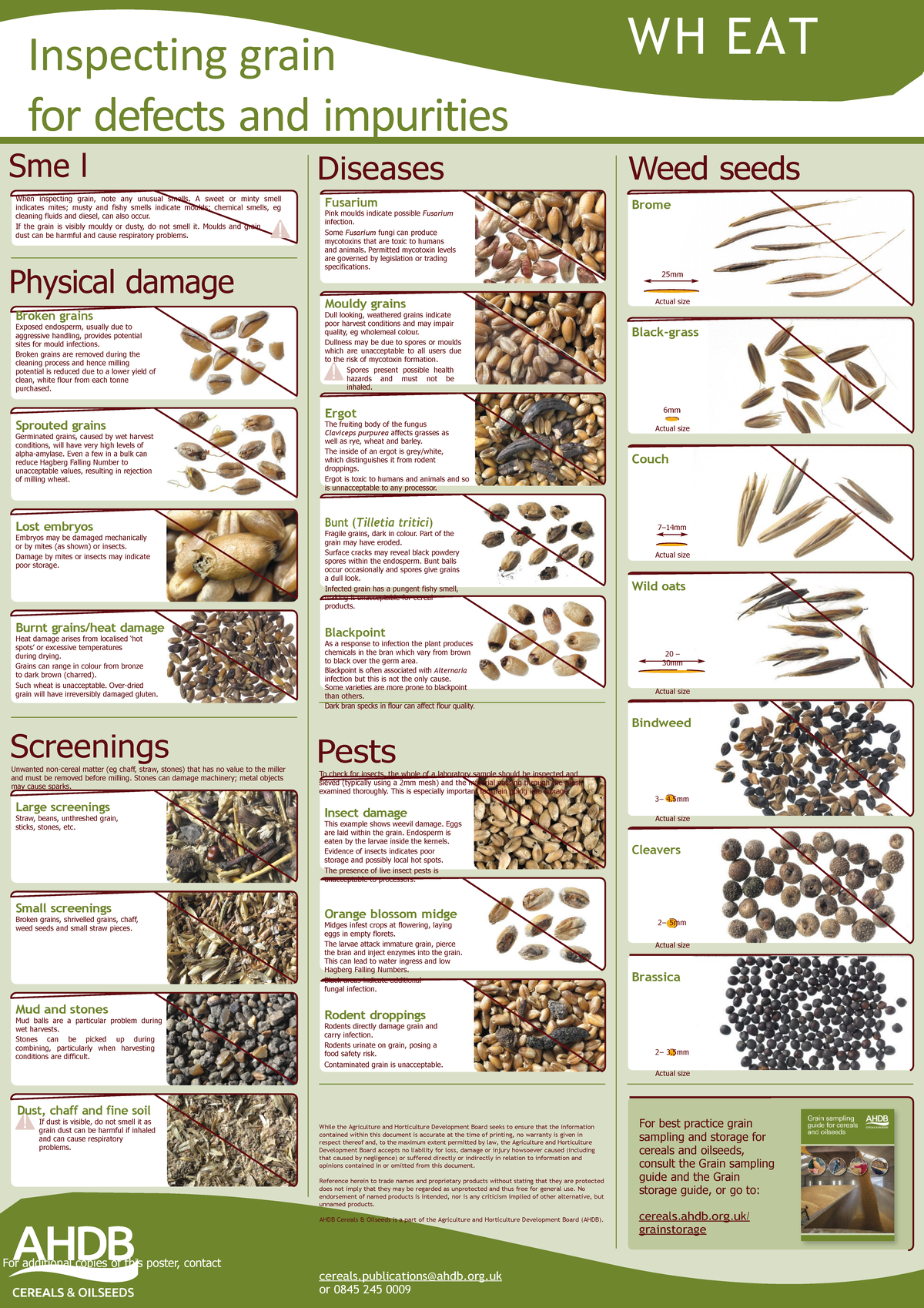 Inspecting grain for defects and impurities poster - Inspecting grain ...