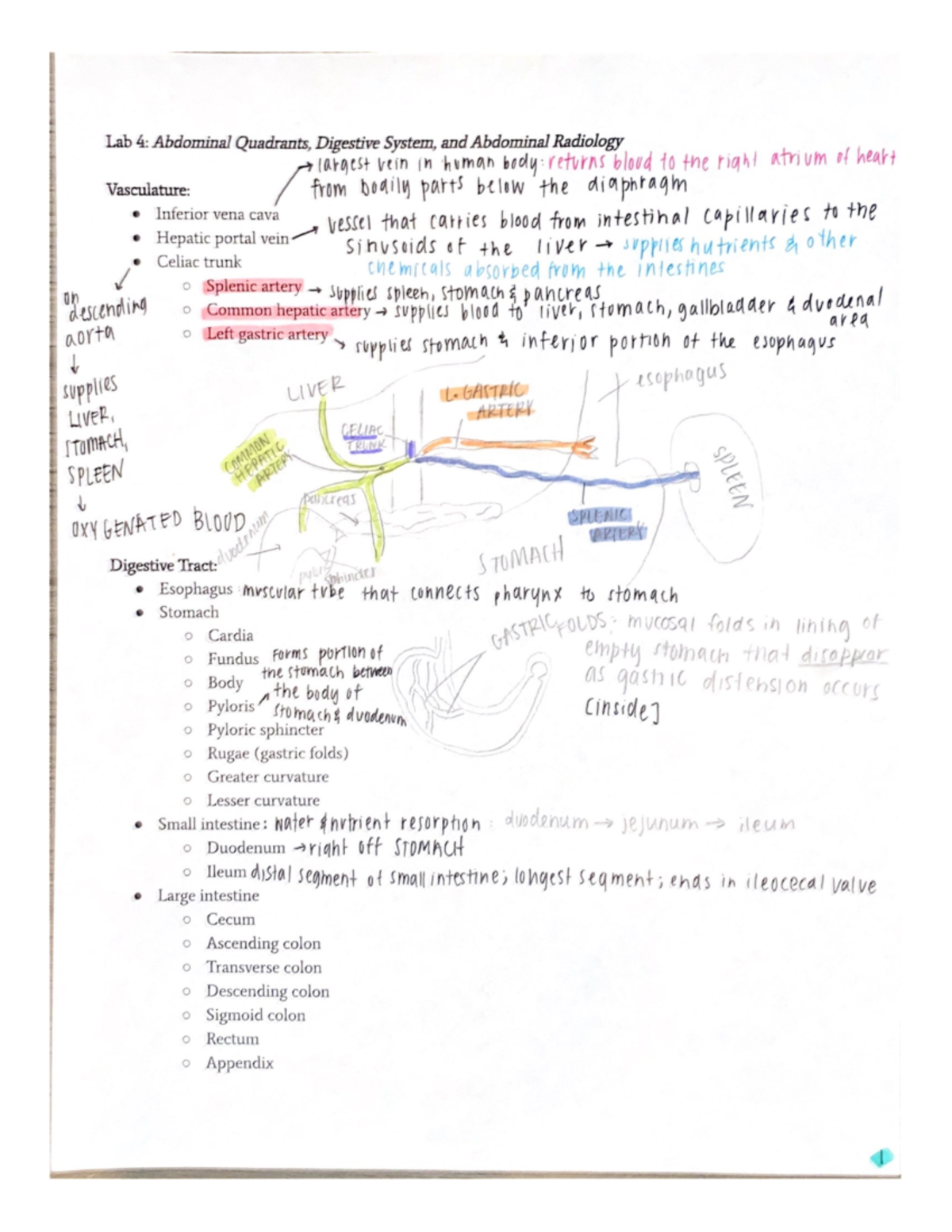 Lab 4: Abdominal Quadrants, Digestive System, Abdominal Radiology ...
