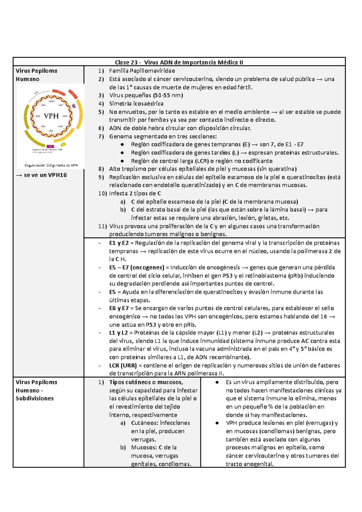 Clase 23 Micro - Clase 23 - Virus ADN de Importancia Médica II Virus ...