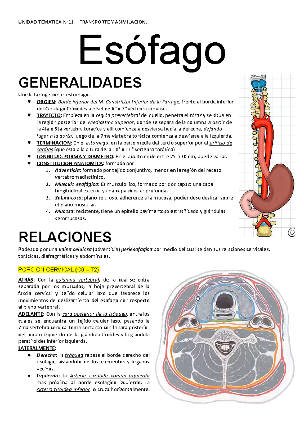 Esófago Original - resumen - Esófago GENERALIDADES Une la faringe con ...