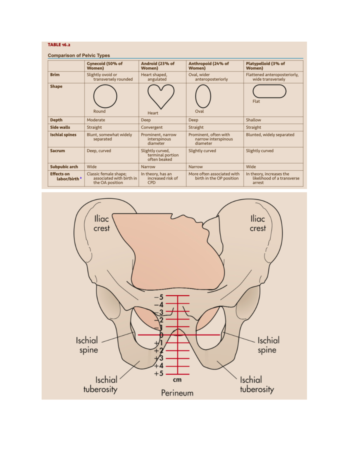 Pelvic types, stations - TABLE 16 Comparison of Pelvic Types Gynecoid ...