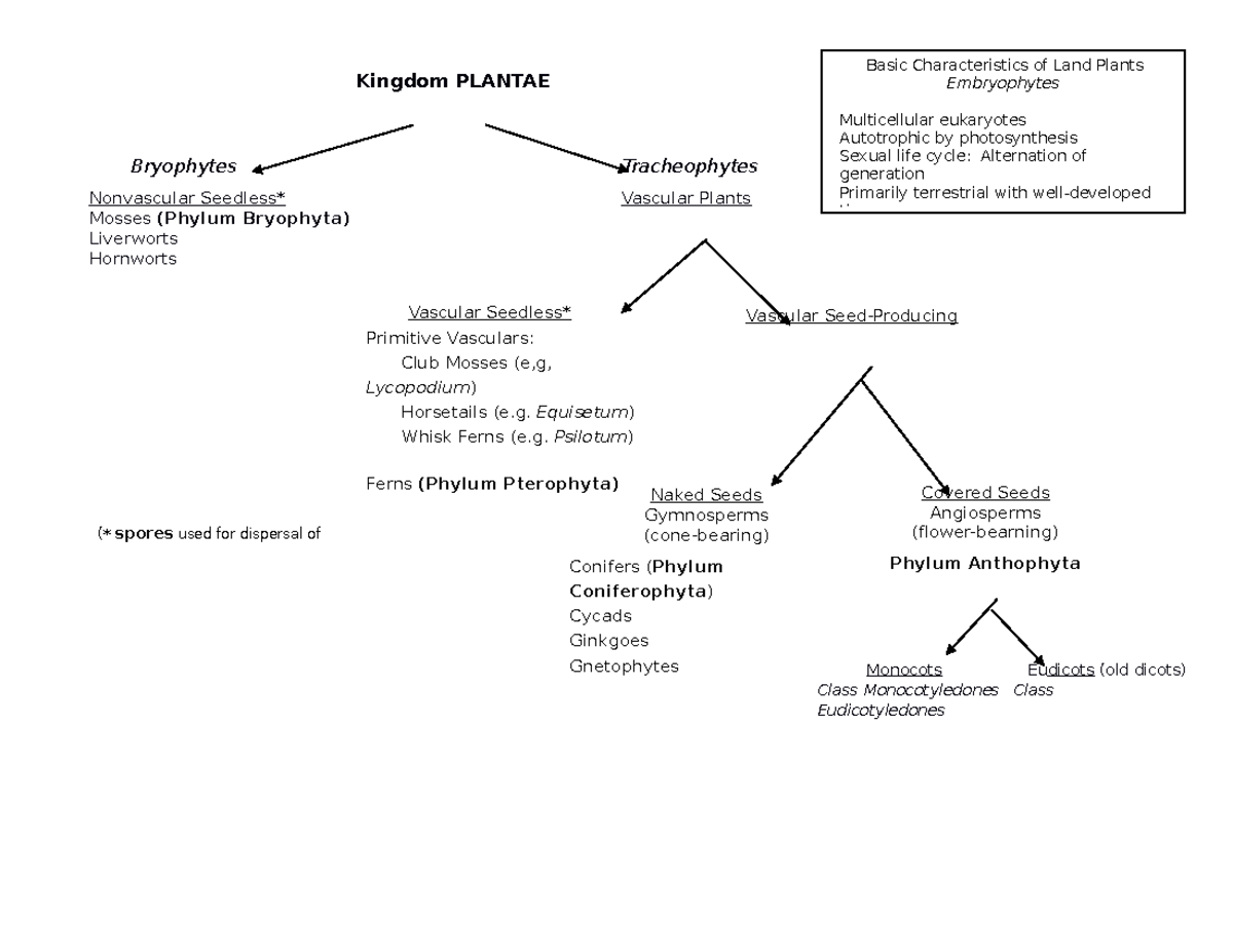 Plants Flow Chart-1 - Review materials - Kingdom PLANTAE Bryophytes ...