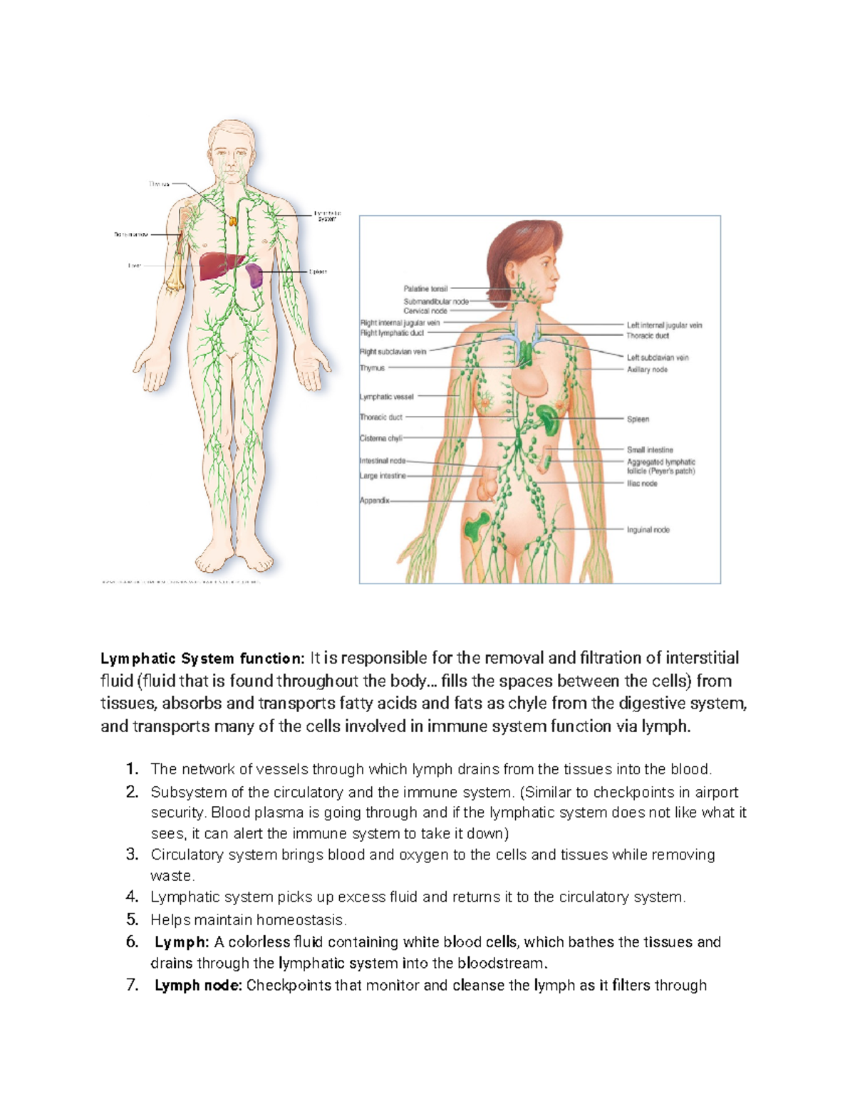 Lymphatic System - .. fills the spaces between the cells) from tissues ...