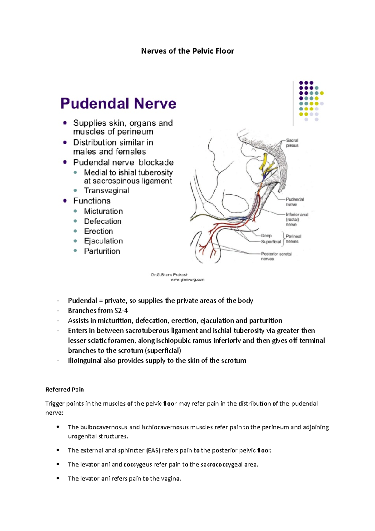Pudendal nerve - Nerves of the Pelvic Floor Pudendal private, so ...
