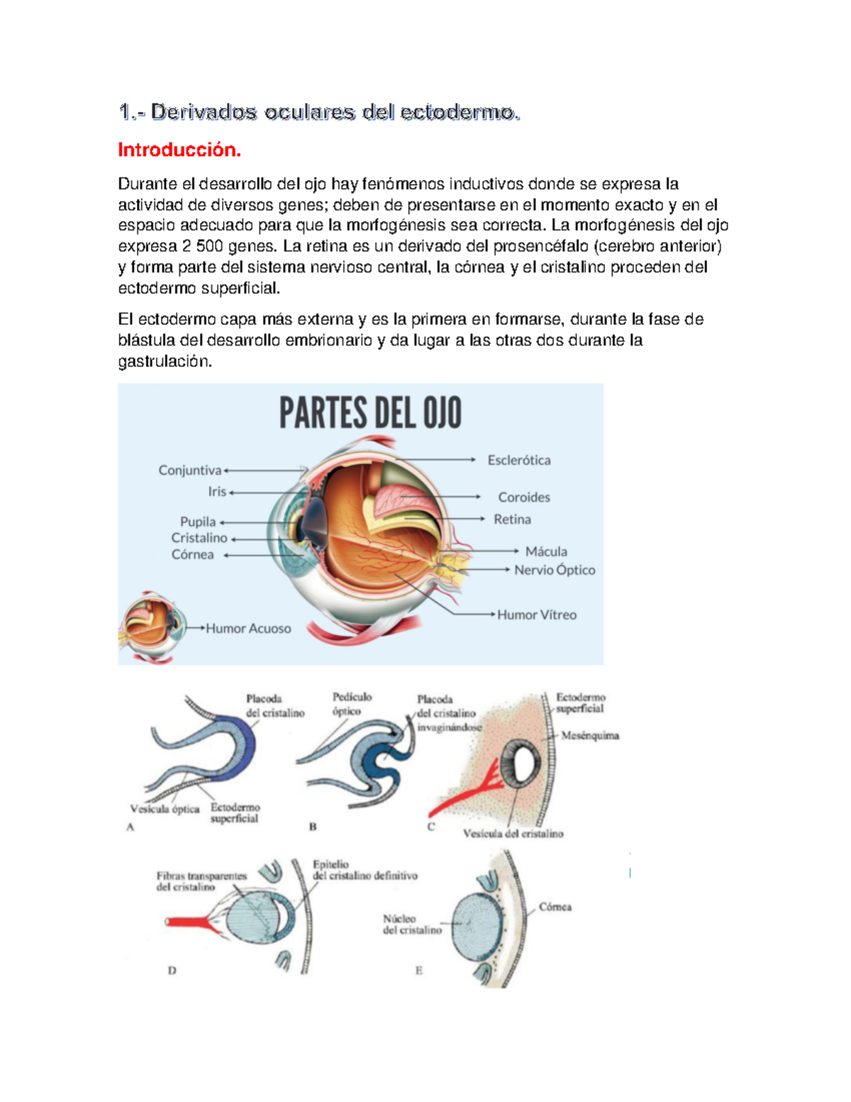 GUIA Examen Embriologia - Introducción. Durante el desarrollo del ojo ...