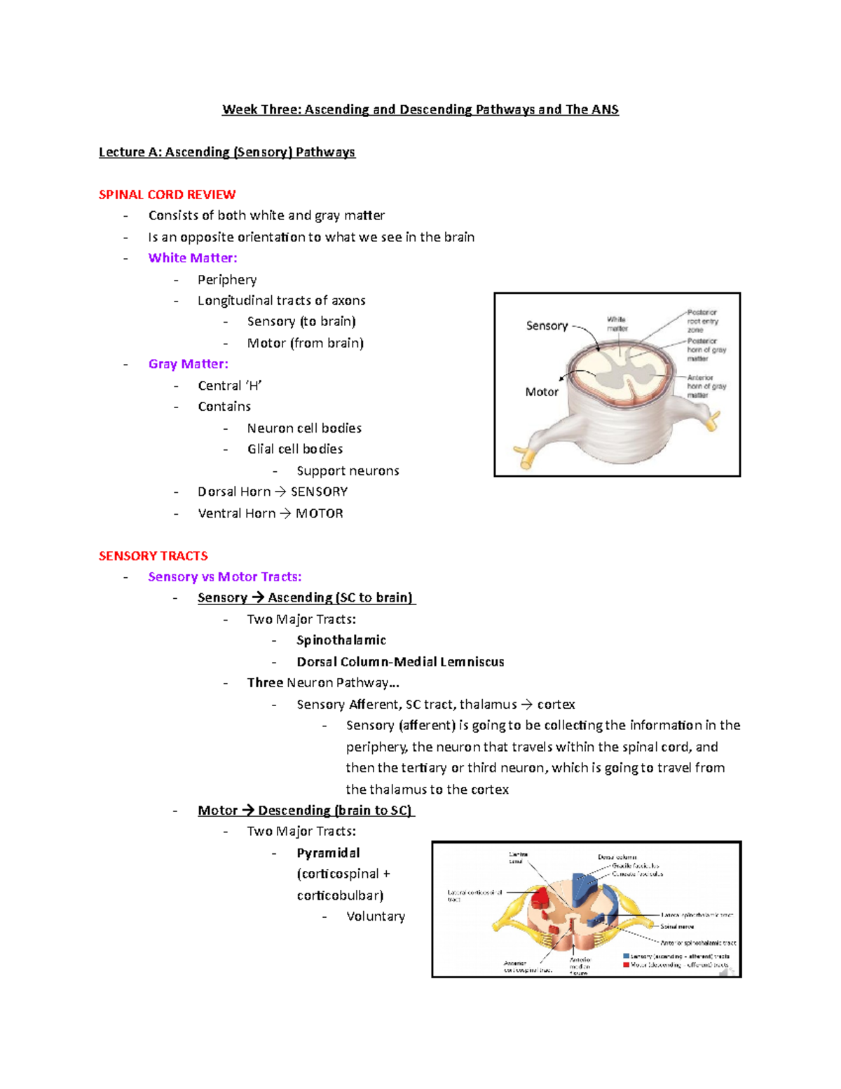 Week 3: Nervous System- Ascending and Descending Pathways + ANS - Week ...