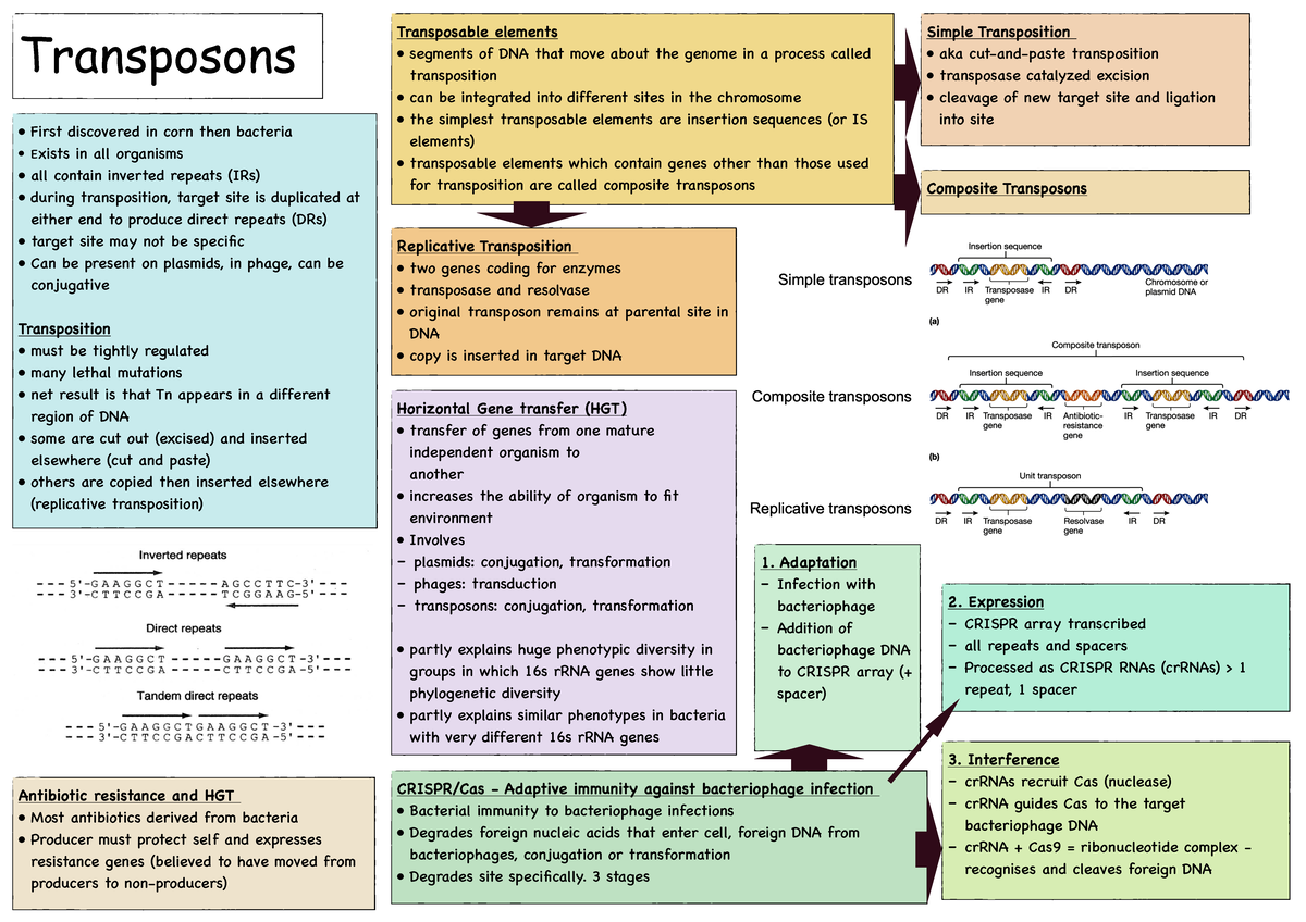 Transposons summary - First discovered in corn then bacteria Exists in ...
