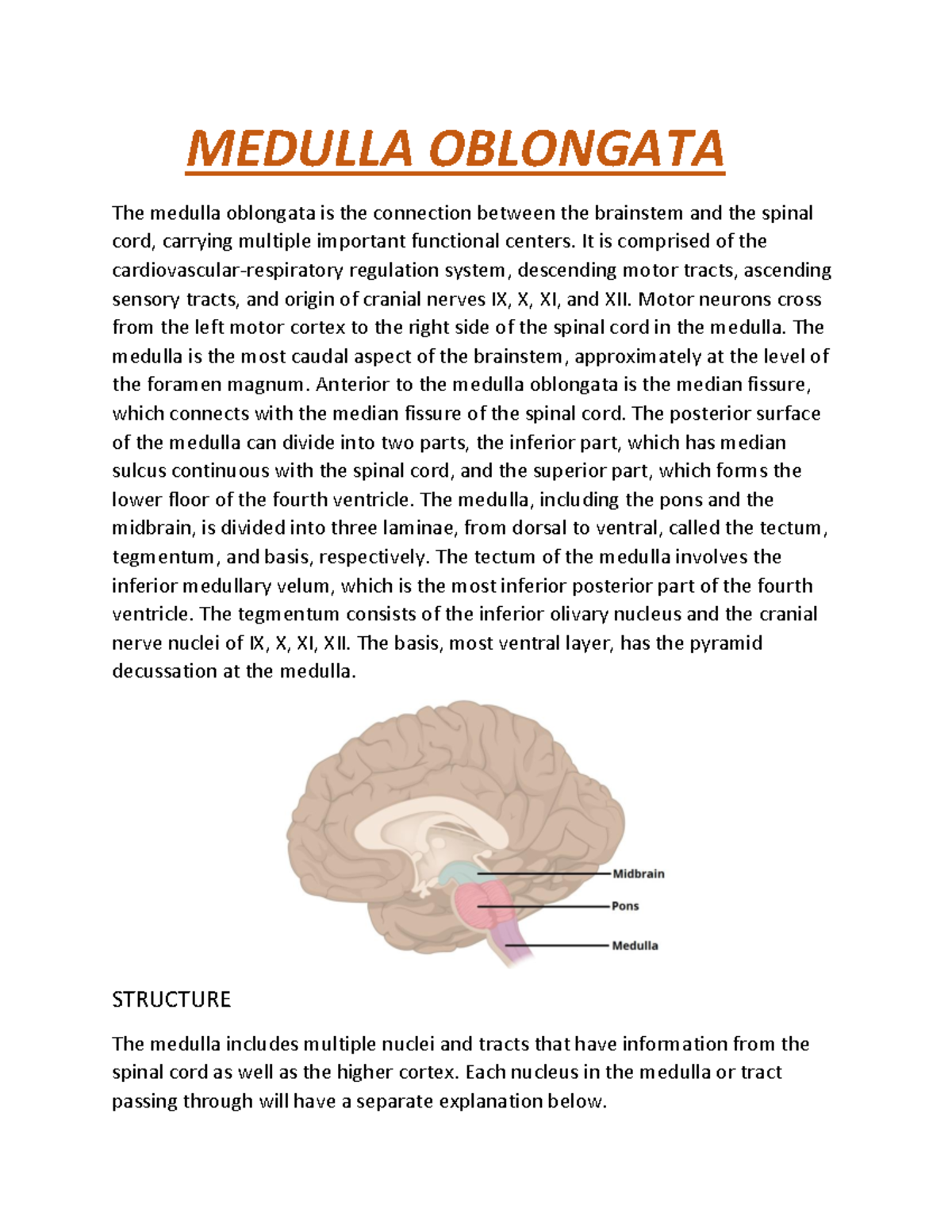 Medulla Oblongata - MEDULLA OBLONGATA The medulla oblongata is the ...