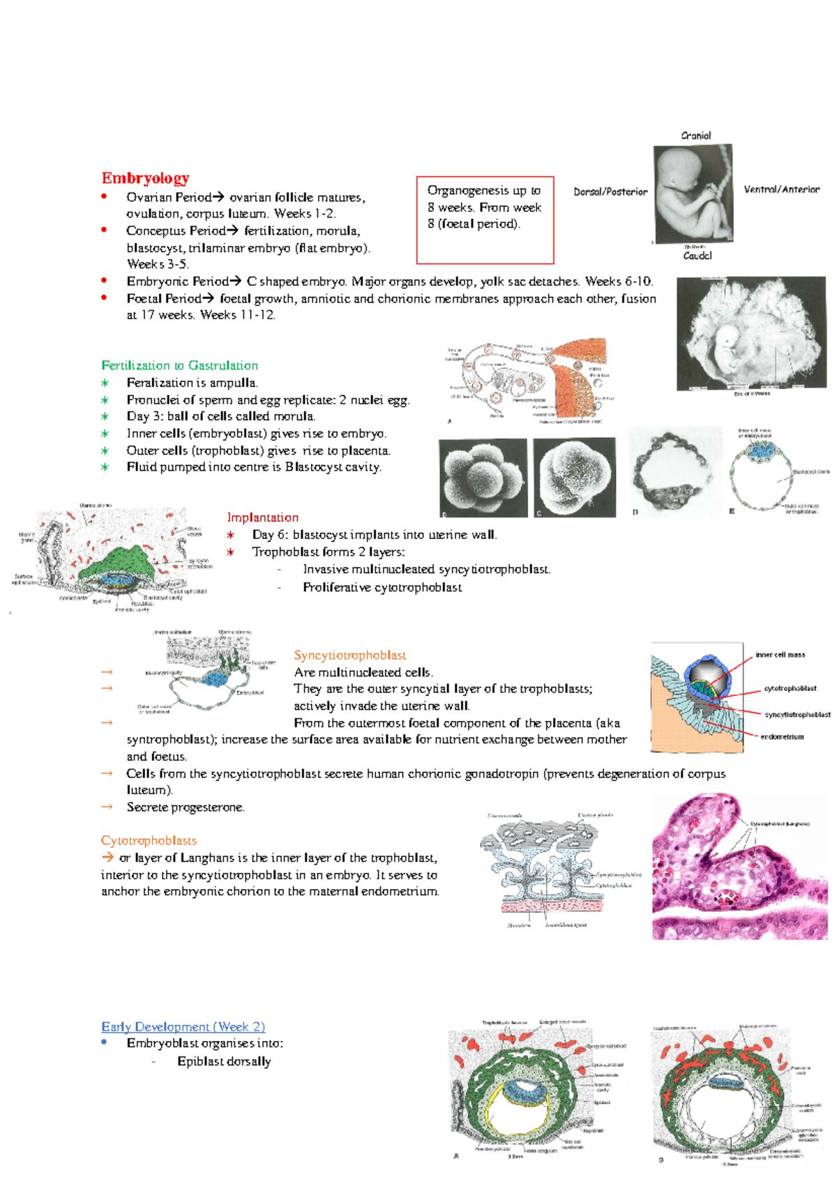 Embryology. week12 - Embryology Ovarian Period ovarian follicle matures ...