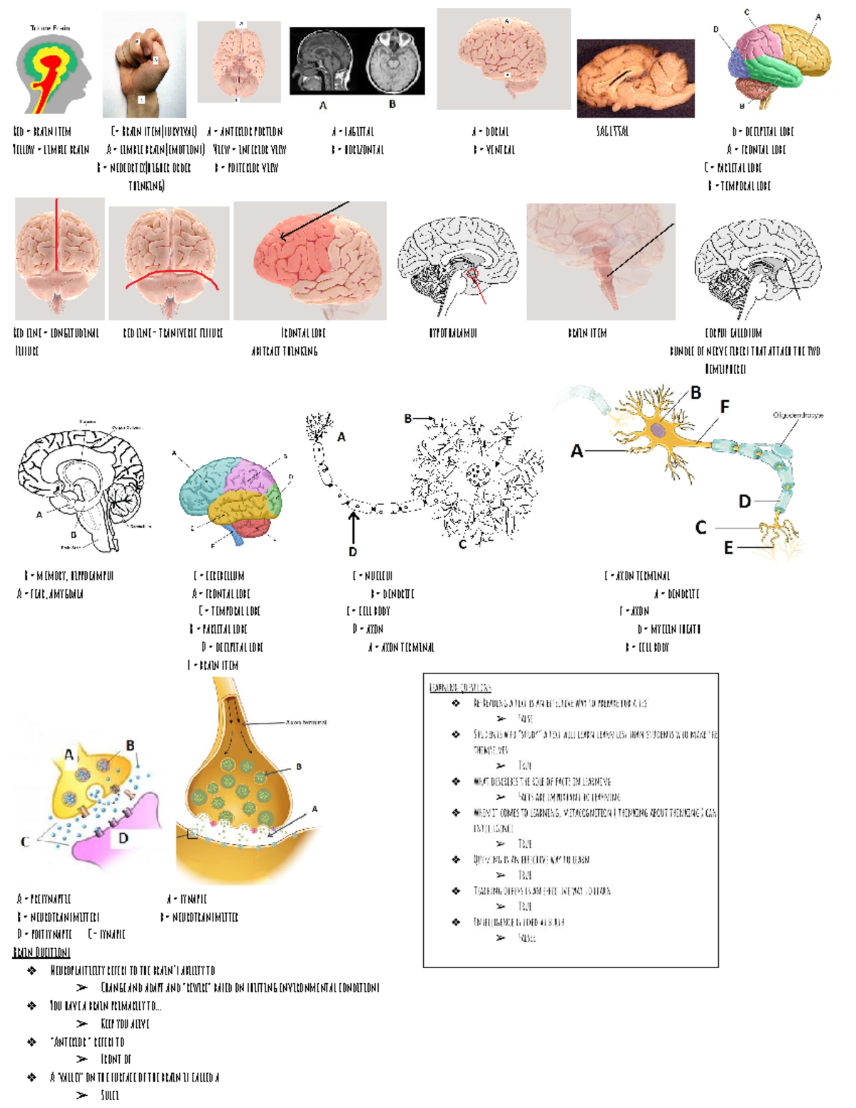 Human Brain Midterm Cheat Sheet - Red = brain stem C= Brain stem ...