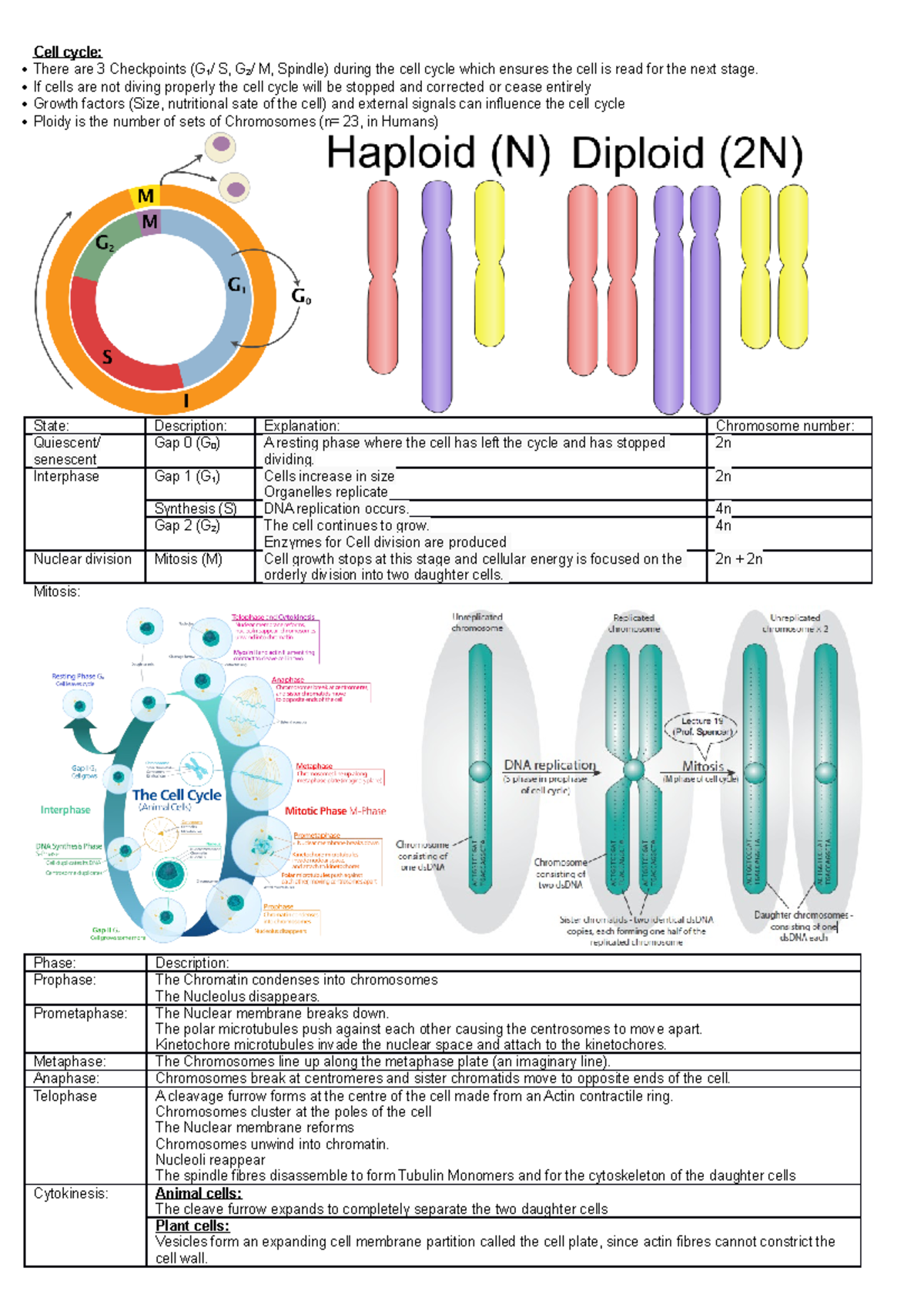 CELS 191 - Lecture 19 (Chromosomes, the Cell Cycle and Mitosis) - Cell ...