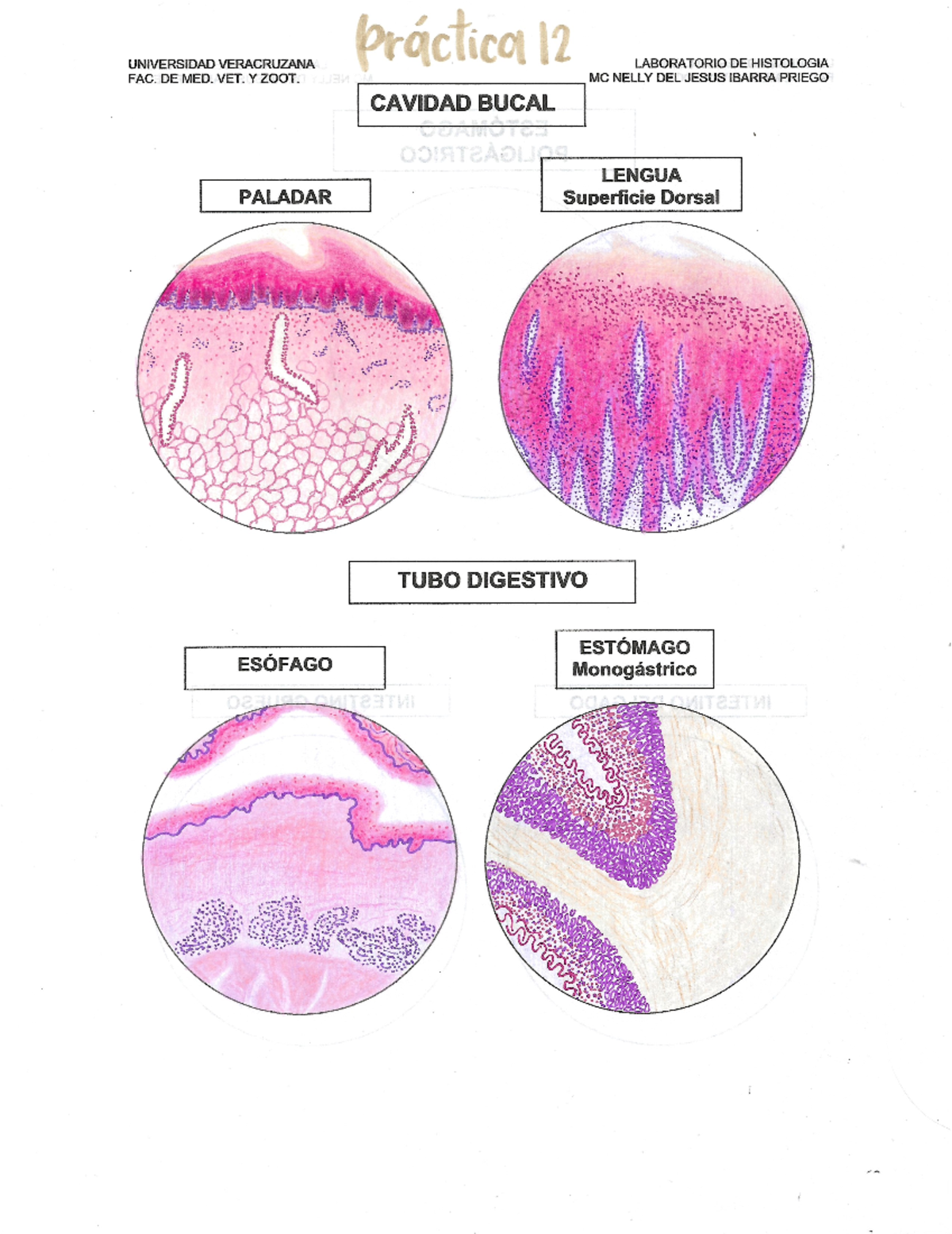 Práctica 12 Toledo Fradia - Histologia, Citologia Y Embriologia - Studocu