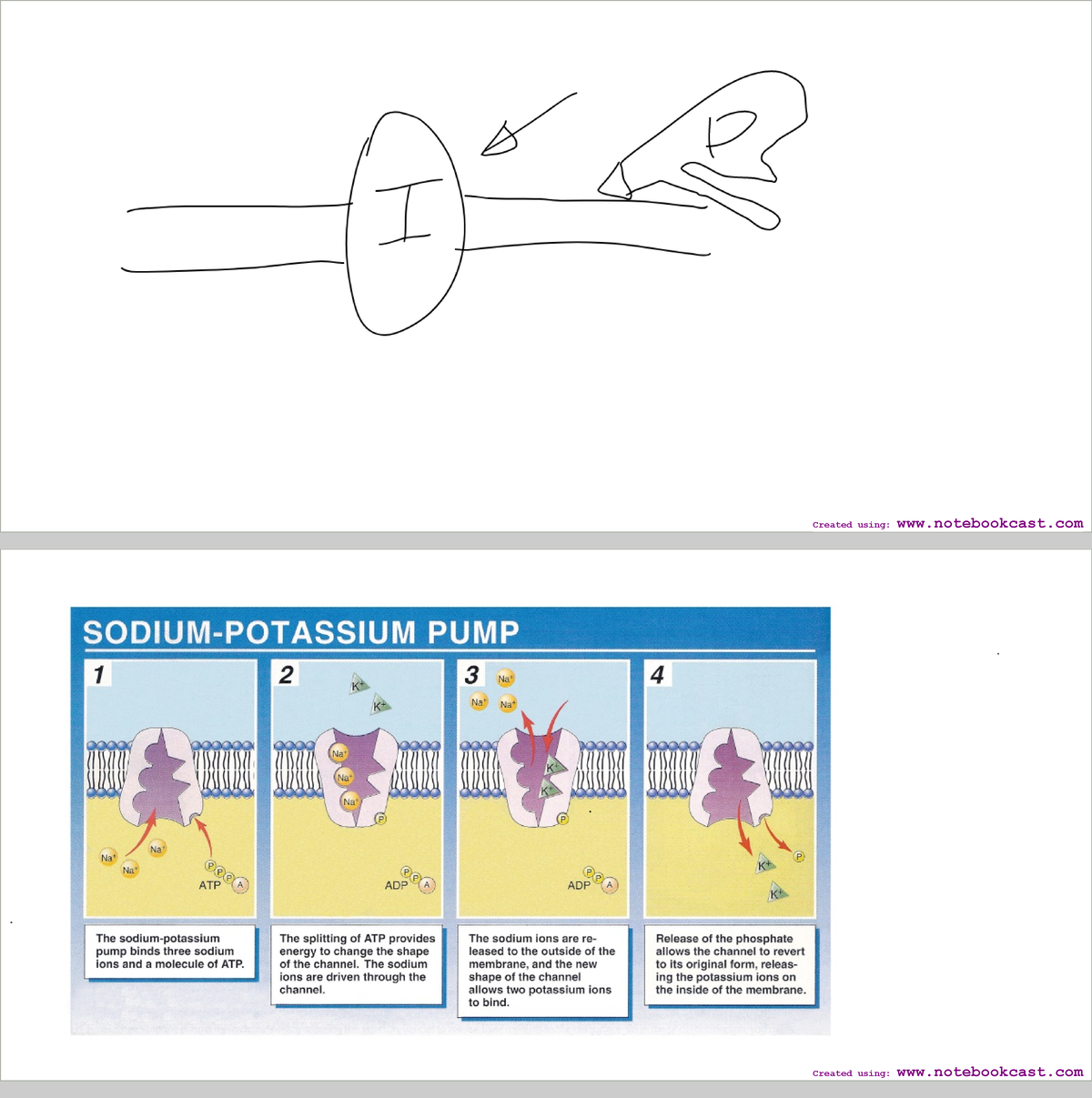 Notebookcast-capture - Created using: PUMP 1 2 3 Na 4 Na Na Na Na Na E P Na Na P P Na P P ATP A ...