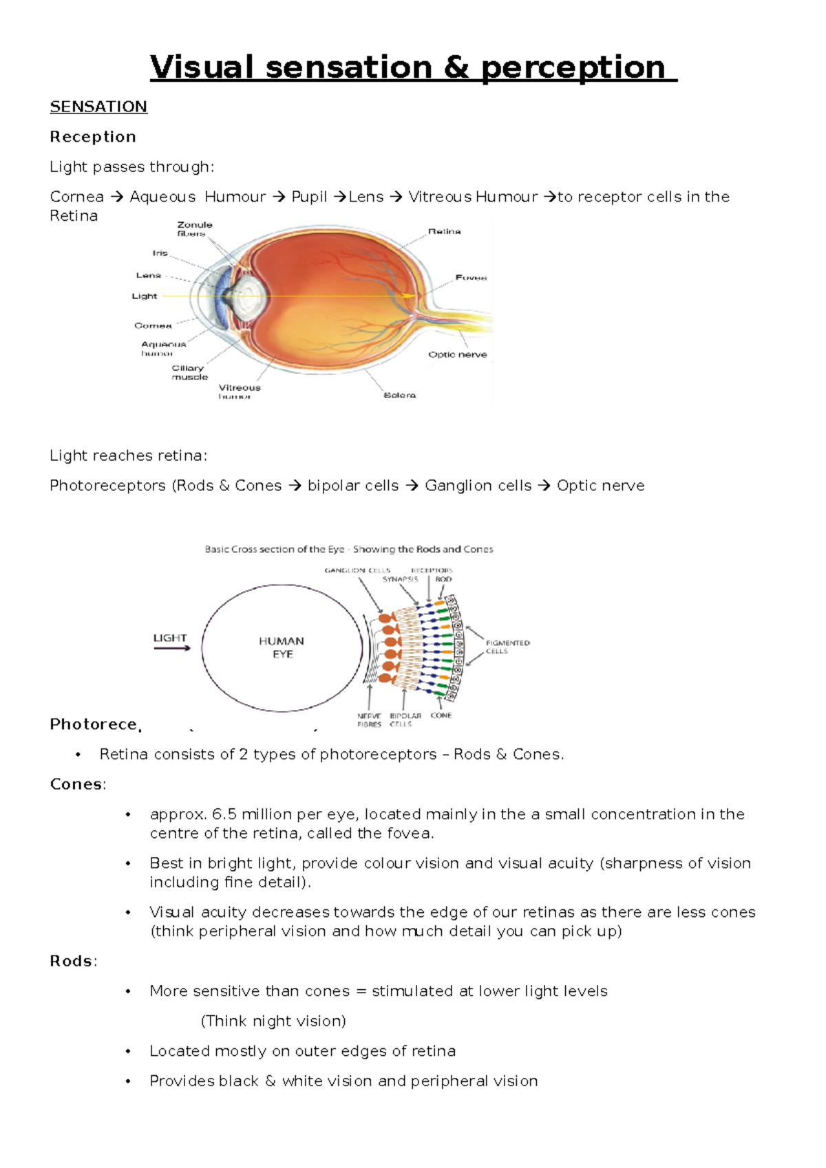 Visual sensation - PSY2SOC - LaTrobe - Studocu