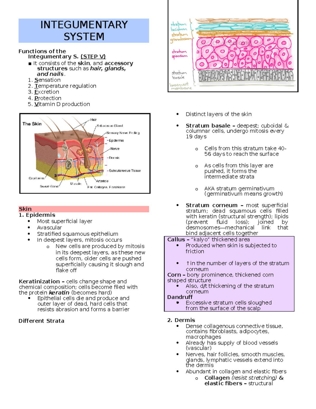 Skin, hair, and nails - lecture notes - INTEGUMENTARY SYSTEM Functions ...