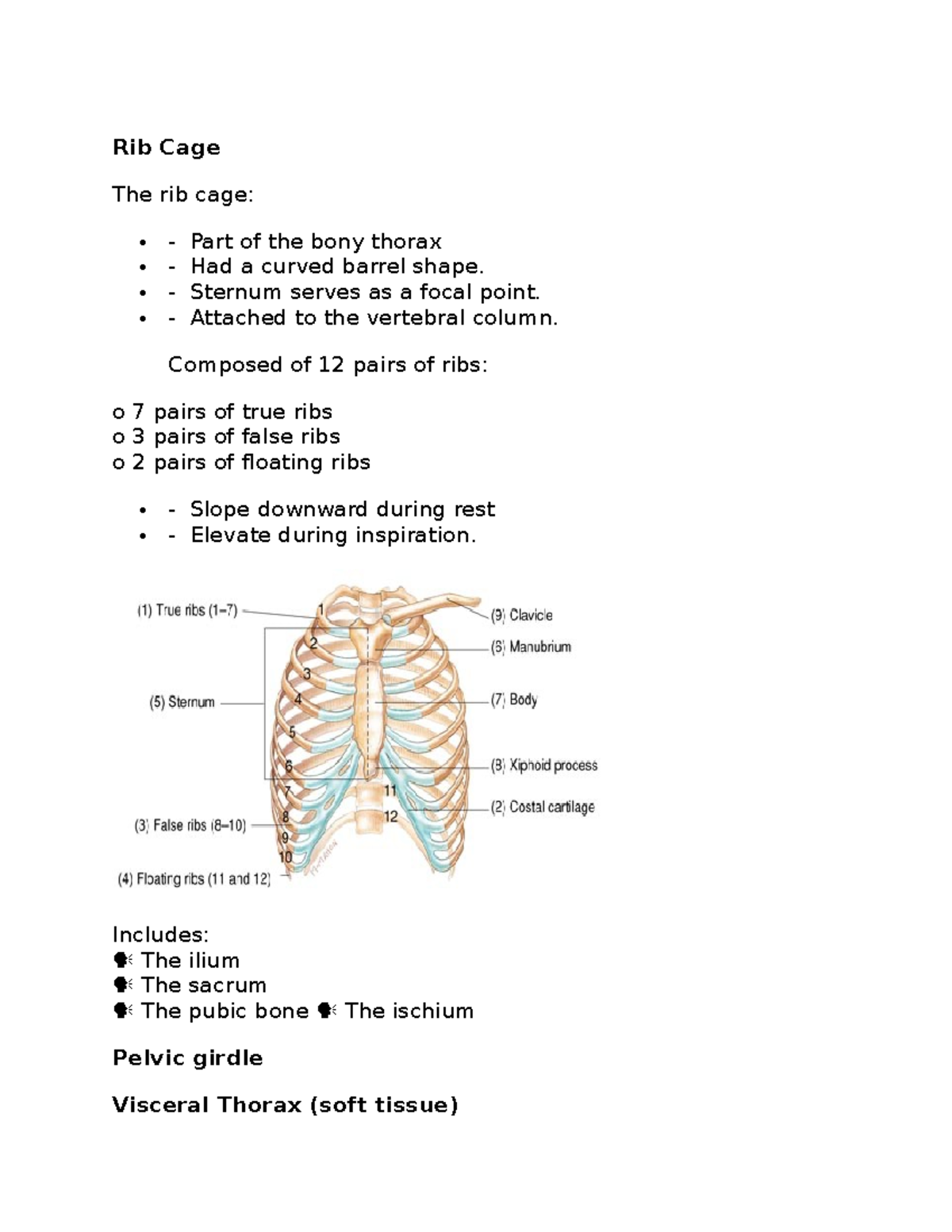 Rib Cage - anatomy notes about the body - Rib Cage The rib cage: - Part ...