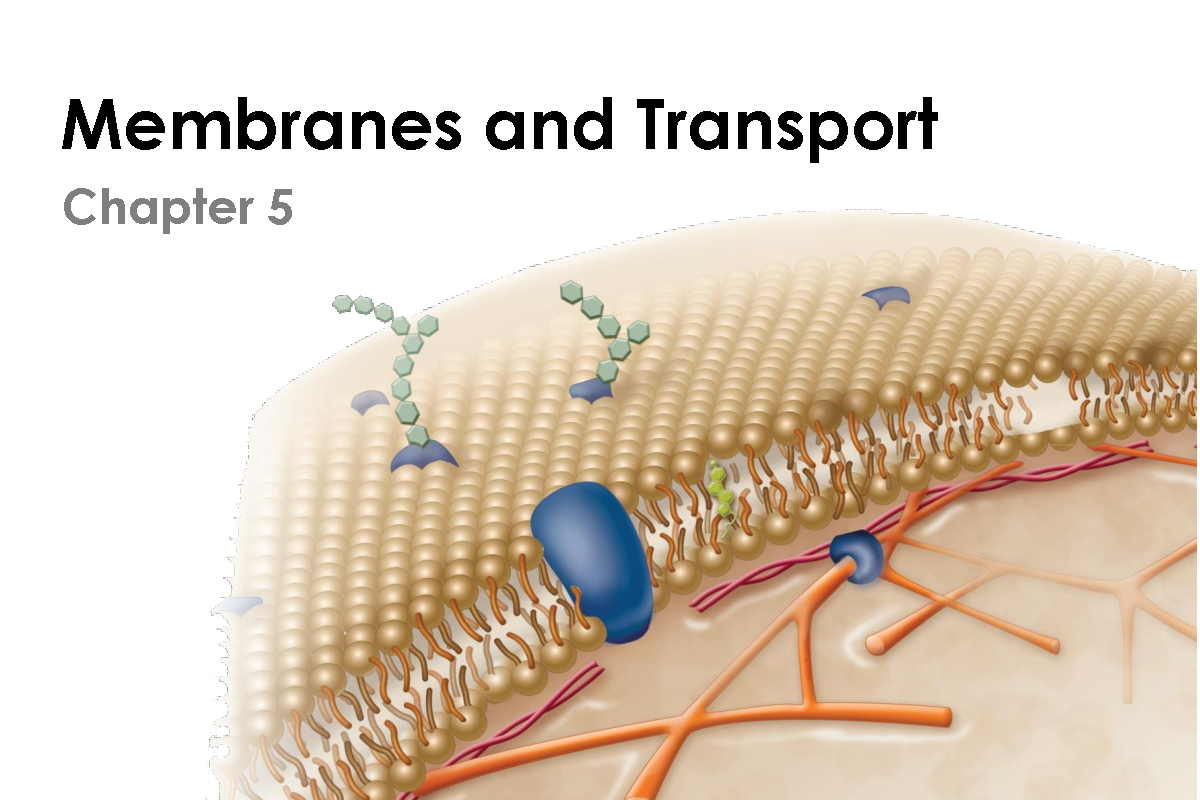 5 - Membranes and Transport (Moodle) - Membranes and Transport Chapter ...