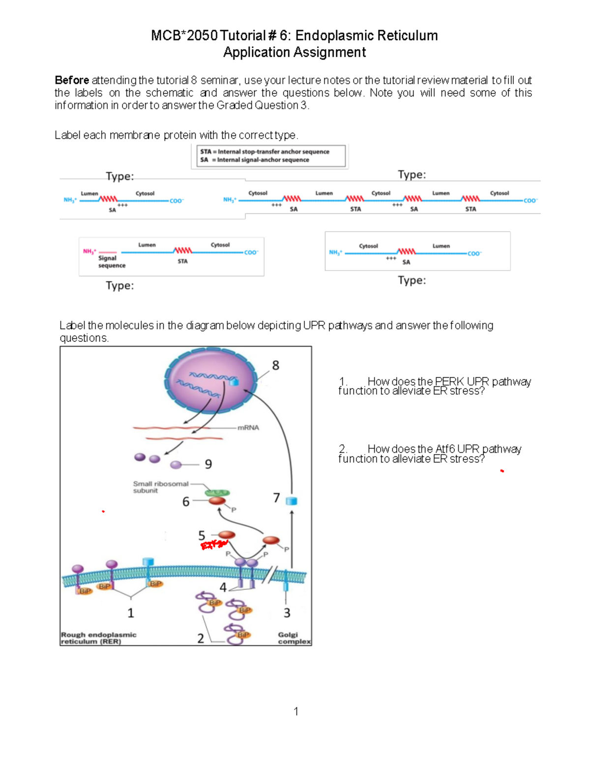 Tutorial 6 Seminar Assignment - PDF - 1 MCB*2050 Tutorial # 6 : Endoplasmic Reticulum ...