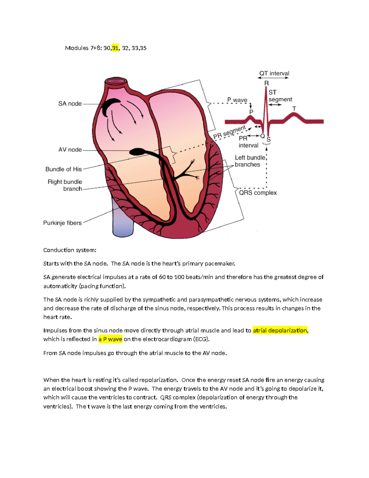 Modules 7 - Modules 7+8: 30, 31 , 32, 33, Conduction system: Starts ...